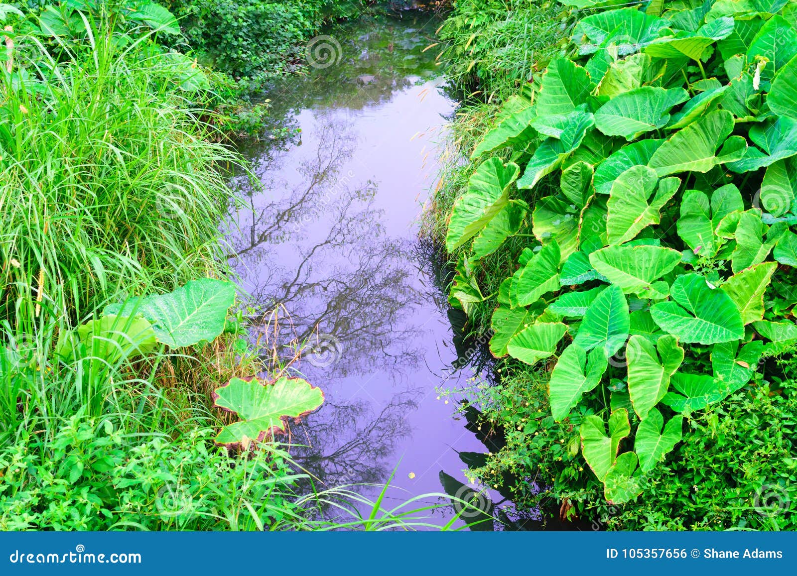 Tropical Stream stock photo. Image of environment, latin - 105357656