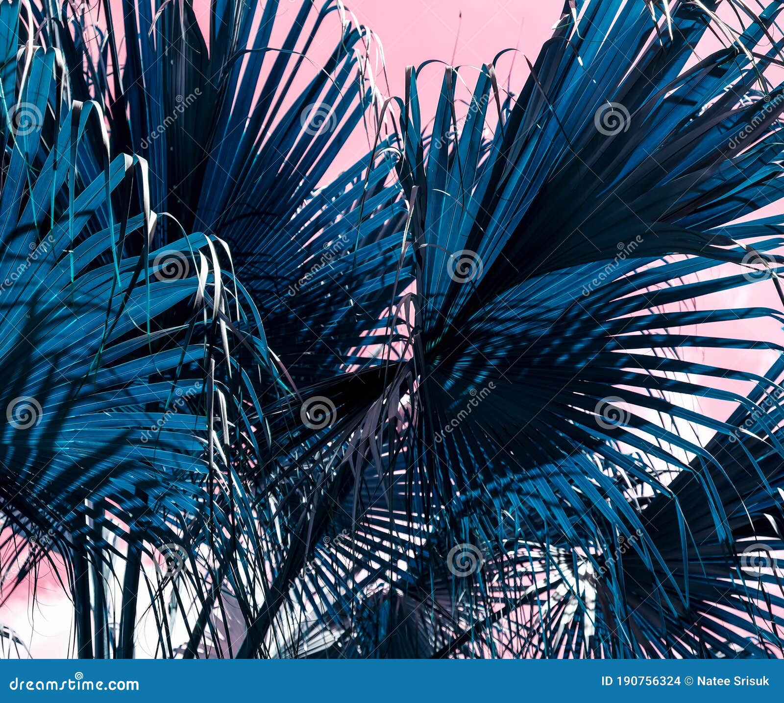 Tropical Summer Design of Blue Palm Leaves on Pink Background Stock ...