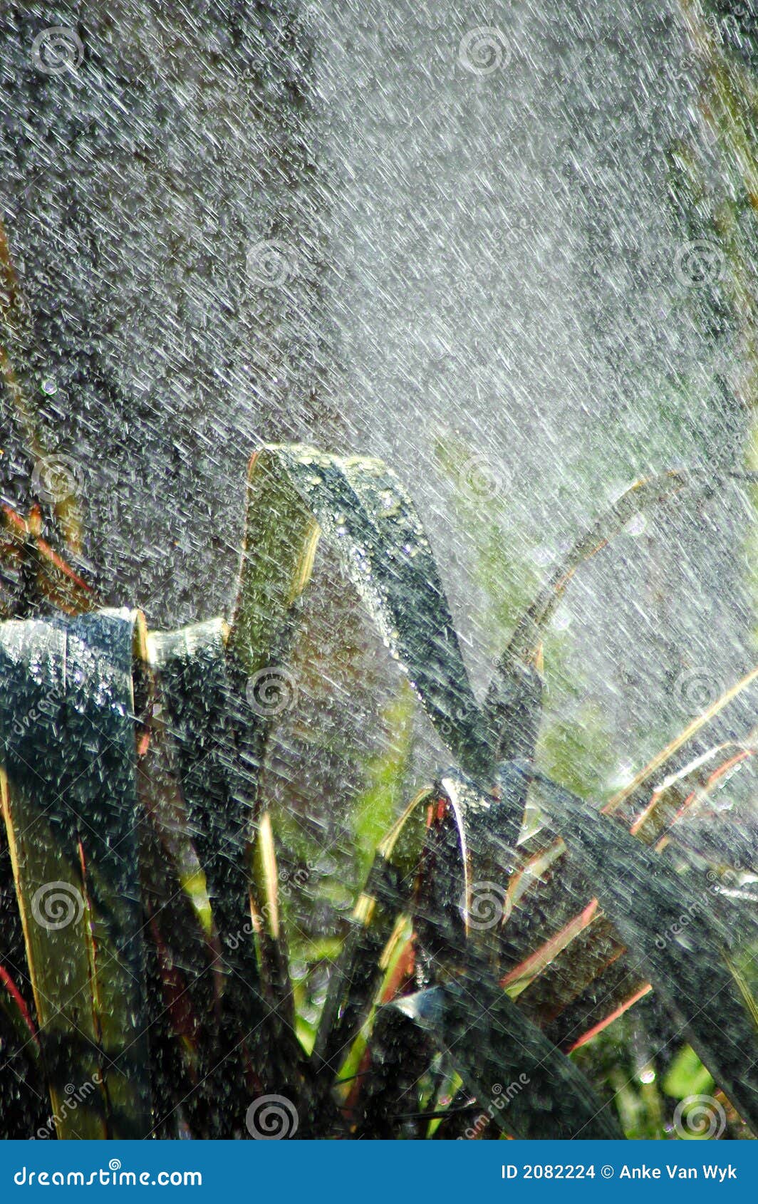 Tropical summer rain stock photo. Image of drops, light - 2082224