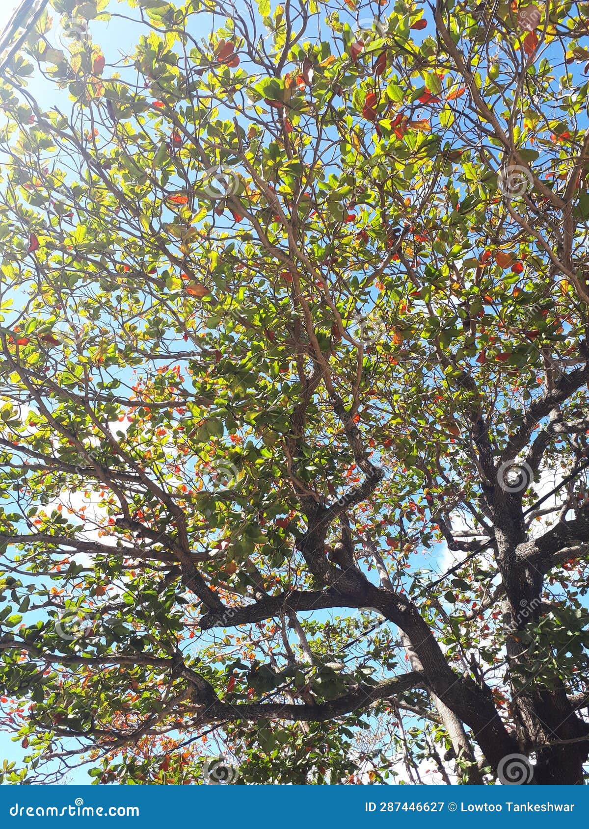 Tropical Summer Tree Under a Bright Sun Stock Image - Image of tropical ...