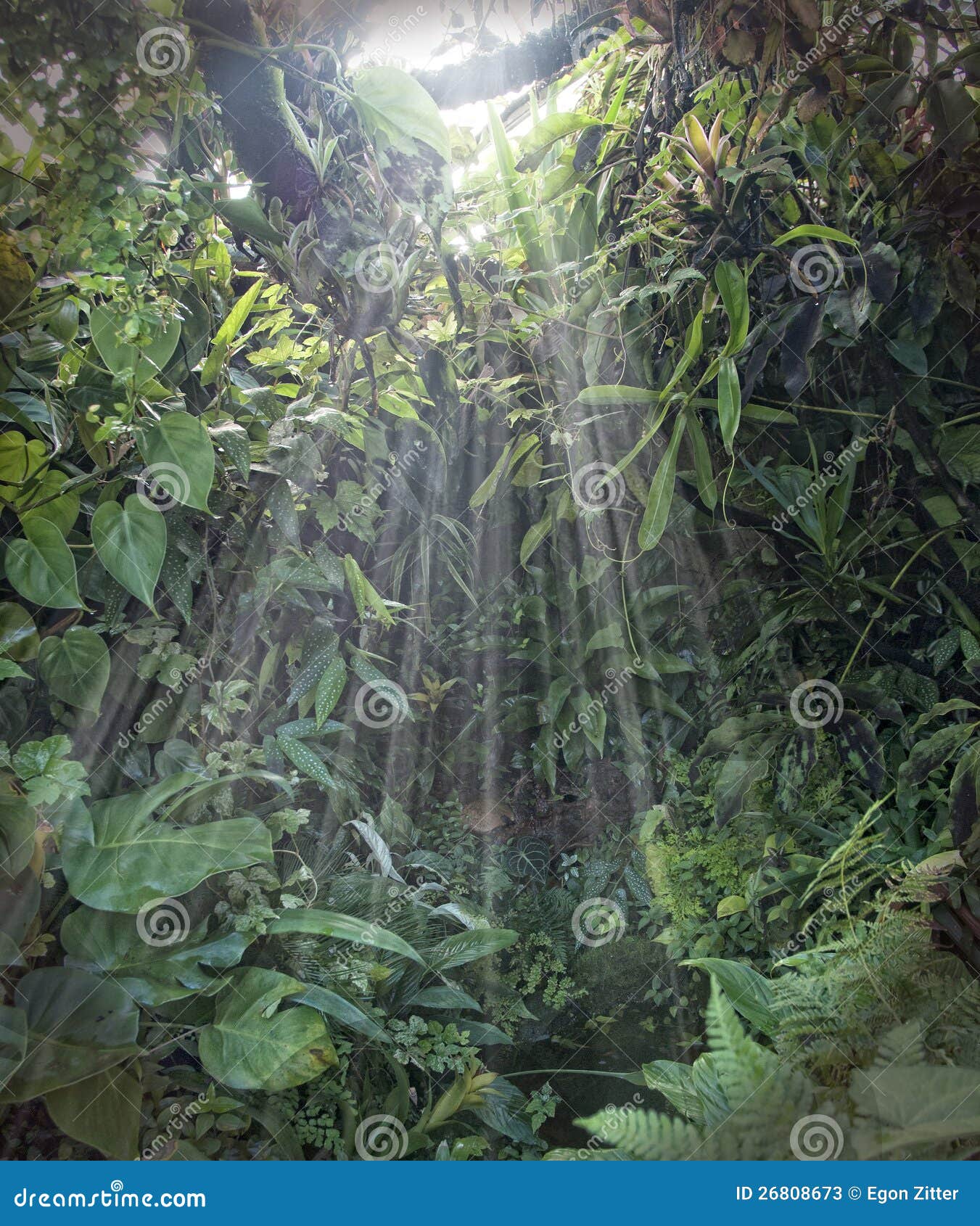 Tropical Sun Rainforest Light Stock Image - Image of garden, leaf: 26808673