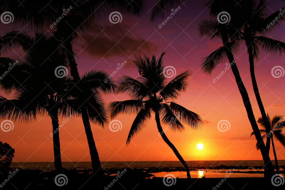 A Tropical sunset stock photo. Image of fantasy, cloud - 193744