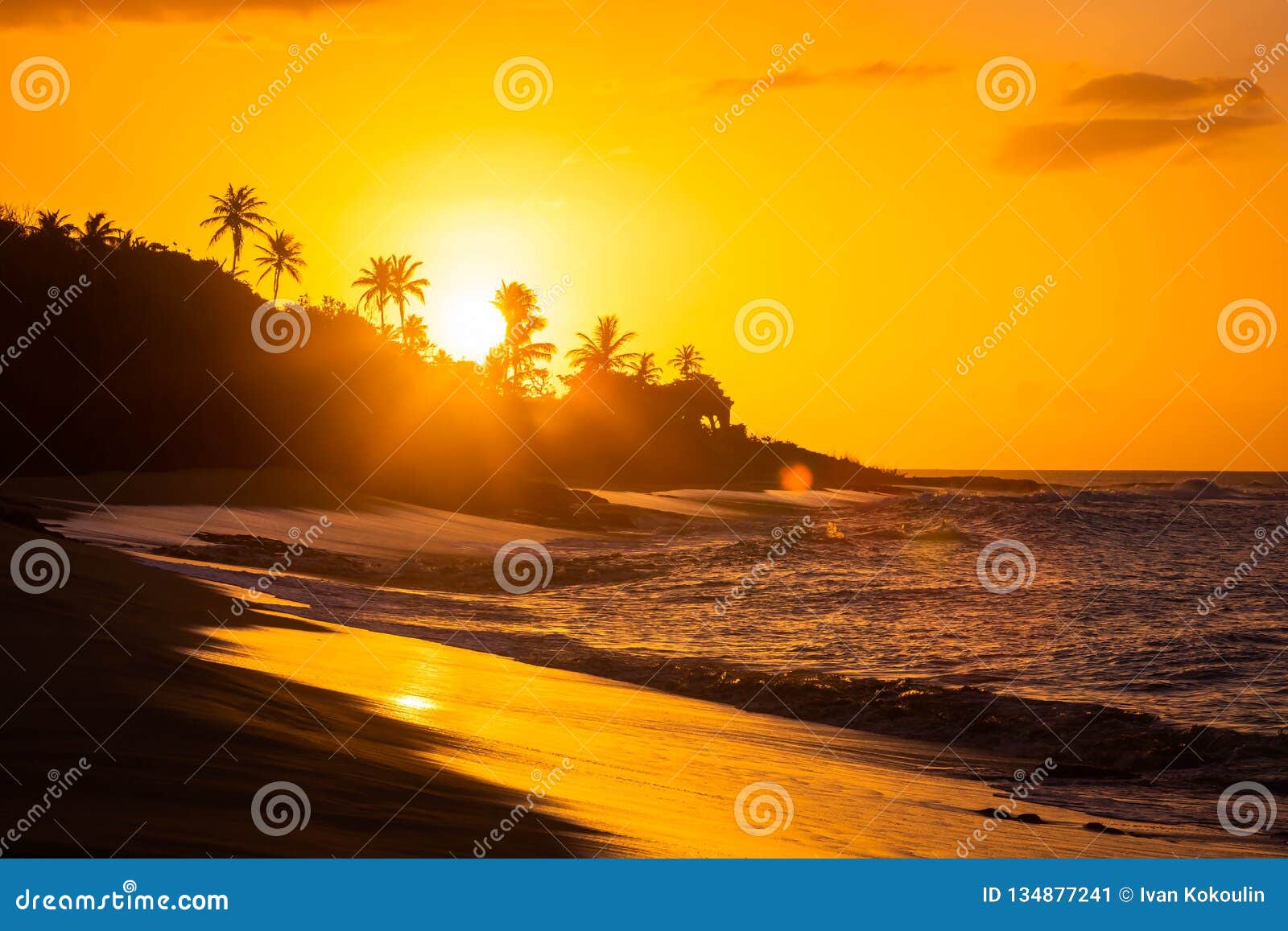 Palms On A Beach In Mango Bay Royalty-Free Stock Photo | CartoonDealer ...