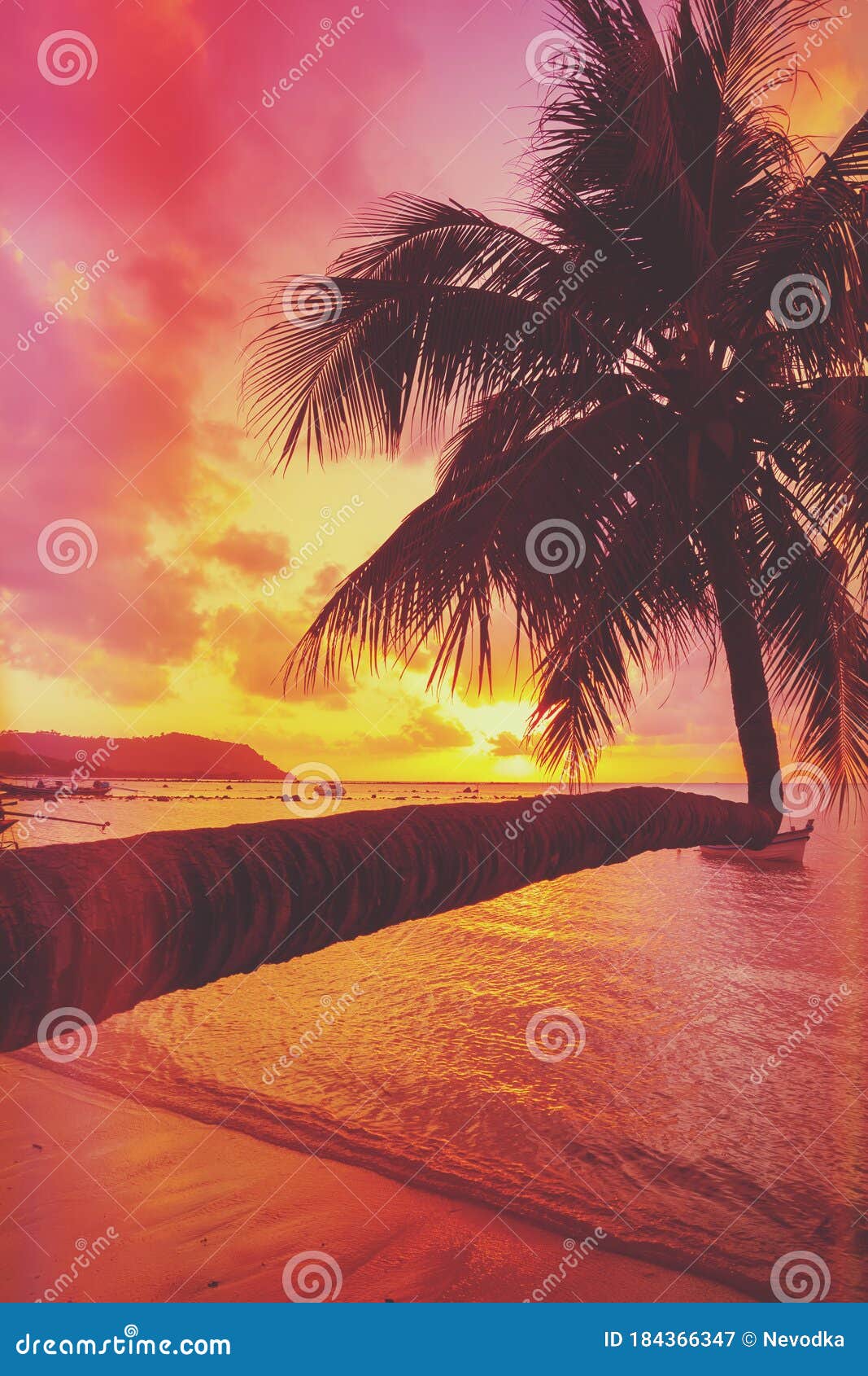 Tropical Sunset with Coconut Palm Tree Stock Image - Image of dusk ...