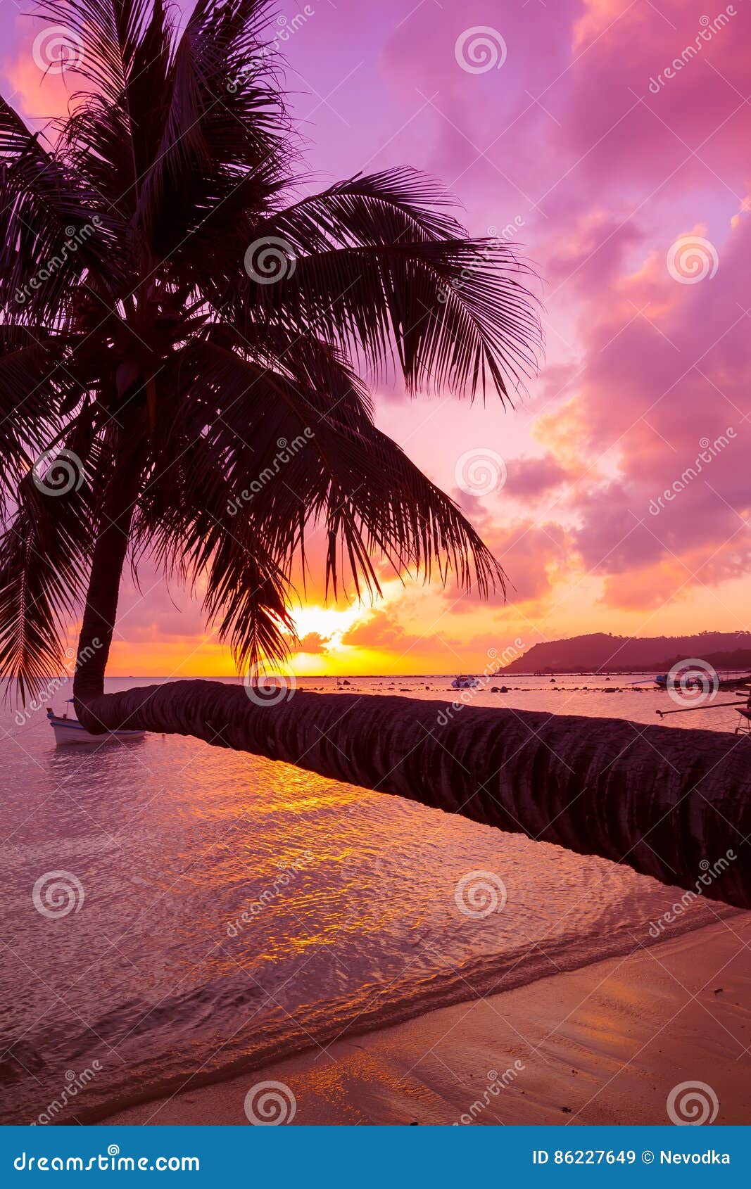 Tropical Sunset With Coconut Palm Tree Stock Image Image Of