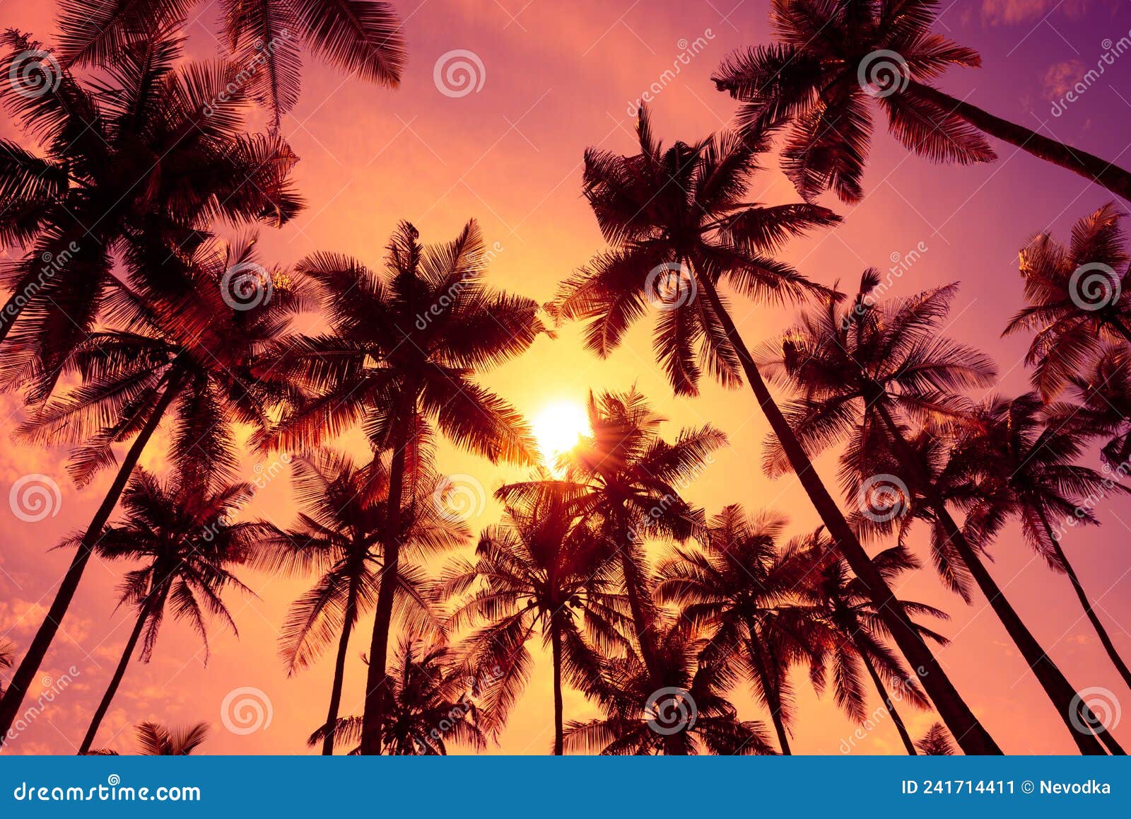 Sunset And Coconut Tree Stock Photography | CartoonDealer.com #149637788
