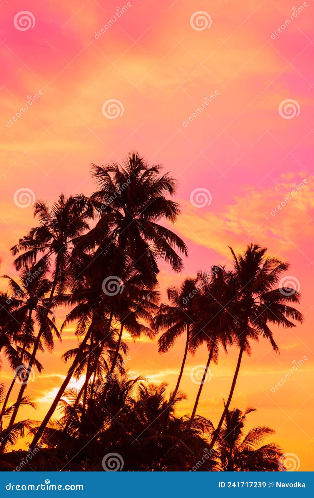 Sunset Coconut Tree Silhouette Evening Stock Photo | CartoonDealer.com ...