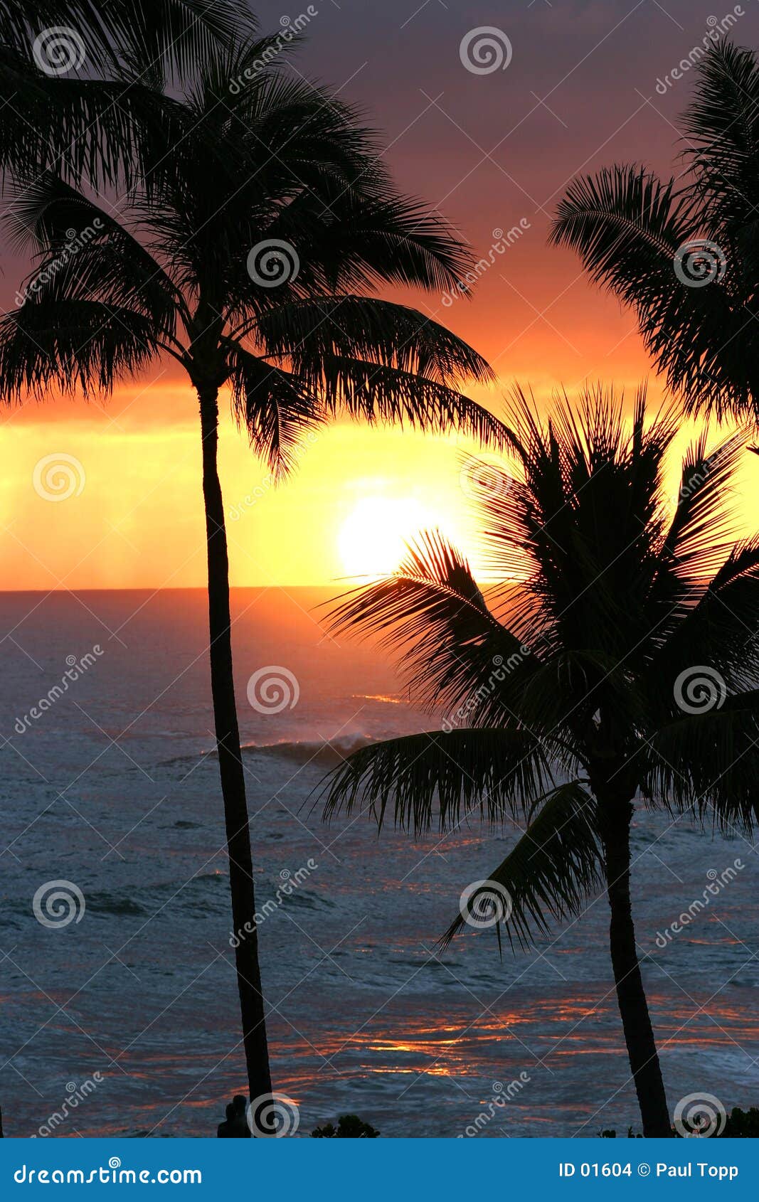 Tropical Sunset on Oahu in Hawaii Stock Photo - Image of tropical ...