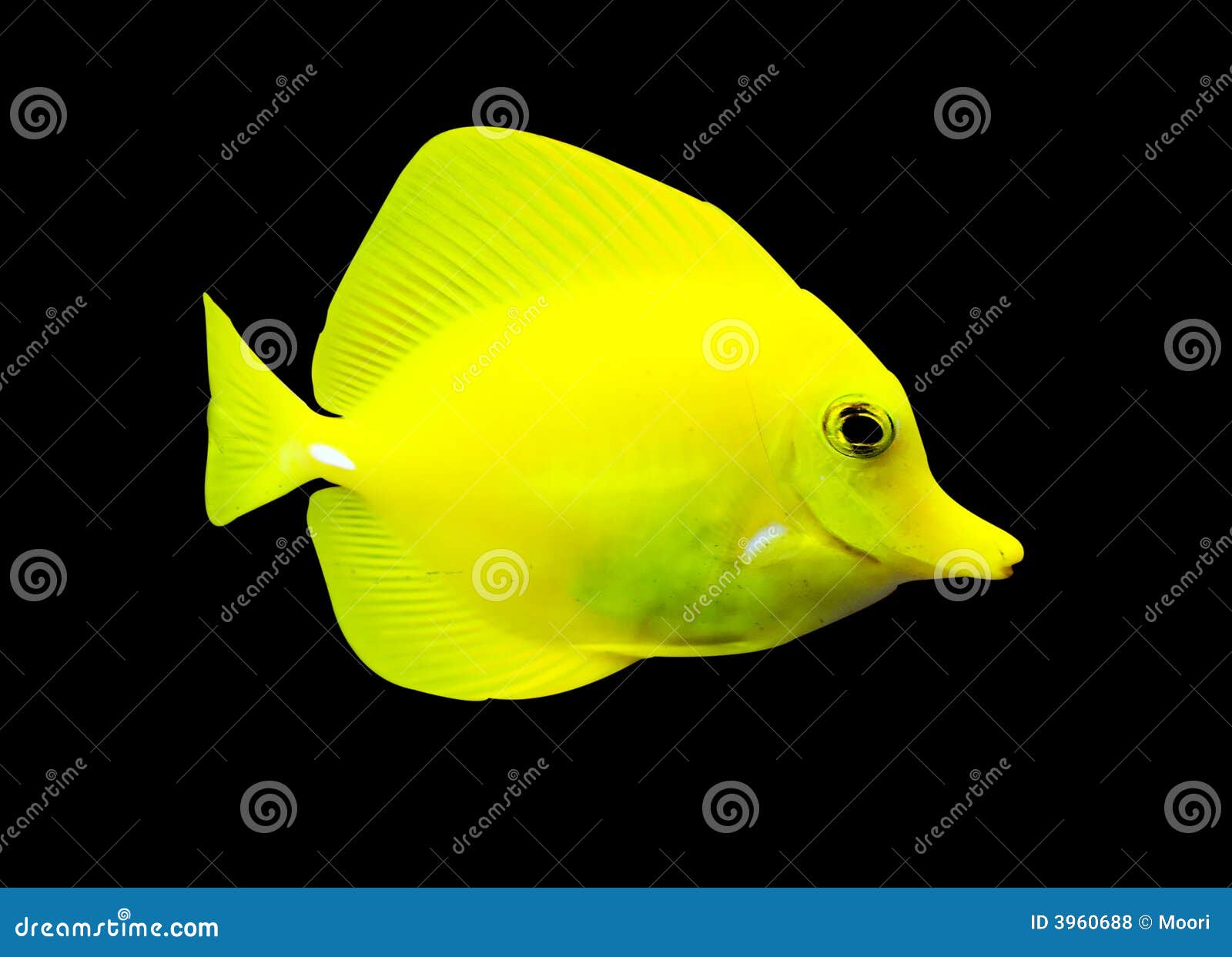 Tropical surgeon fish stock photo. Image of colorful, colored - 3960688