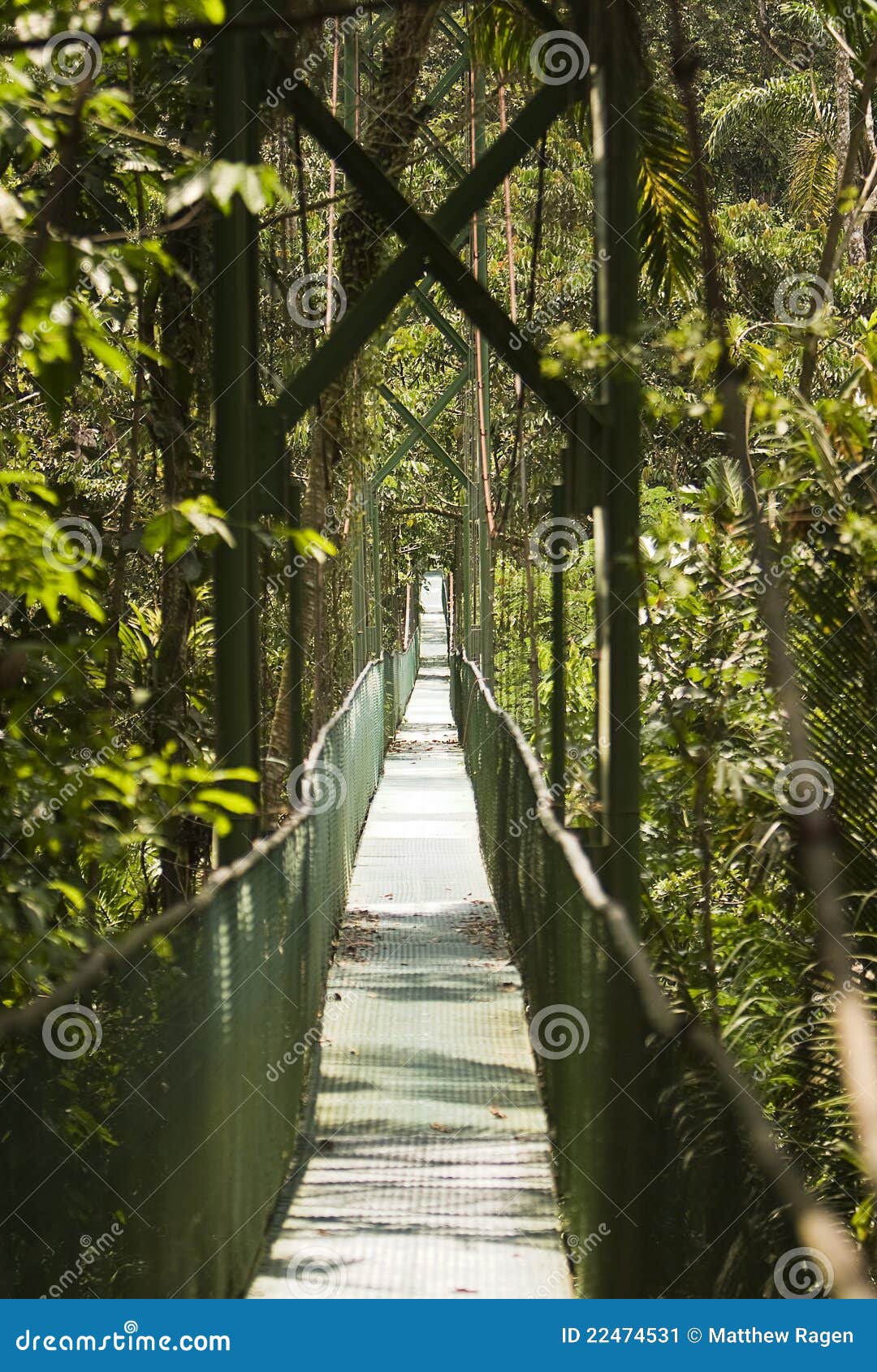 Tropical Suspension Bridge stock image. Image of costa - 22474531