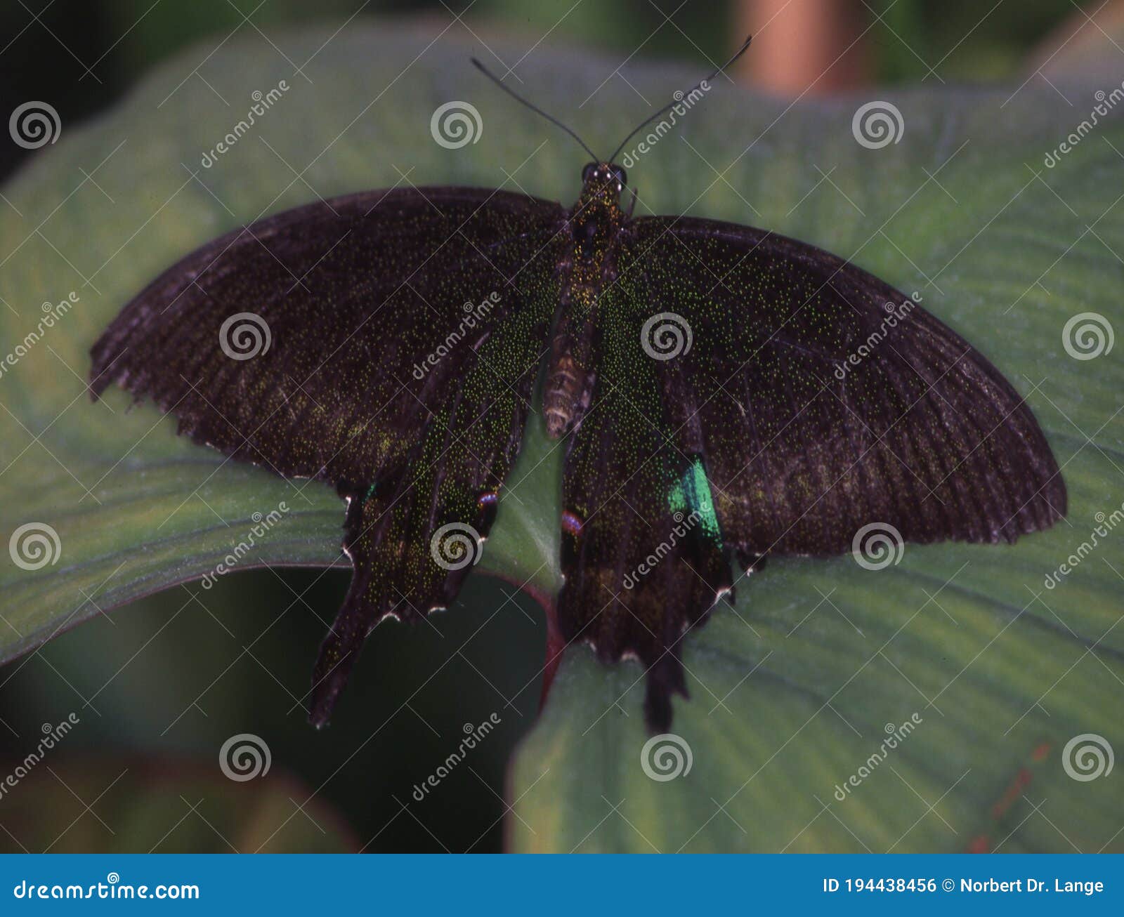 Tropical swallowtail moth stock photo. Image of graceful - 194438456