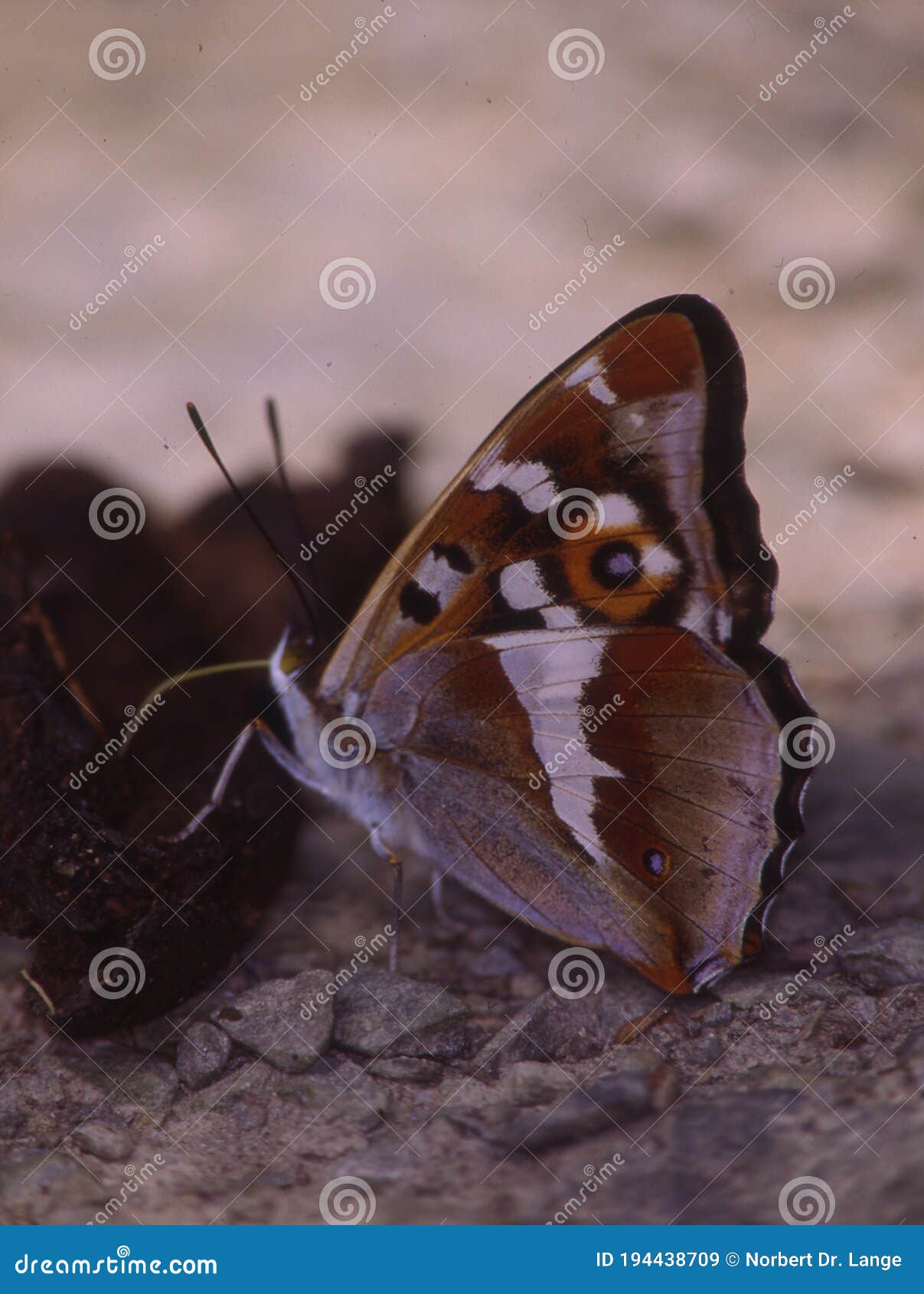 Tropical swallowtail moth stock image. Image of light - 194438709