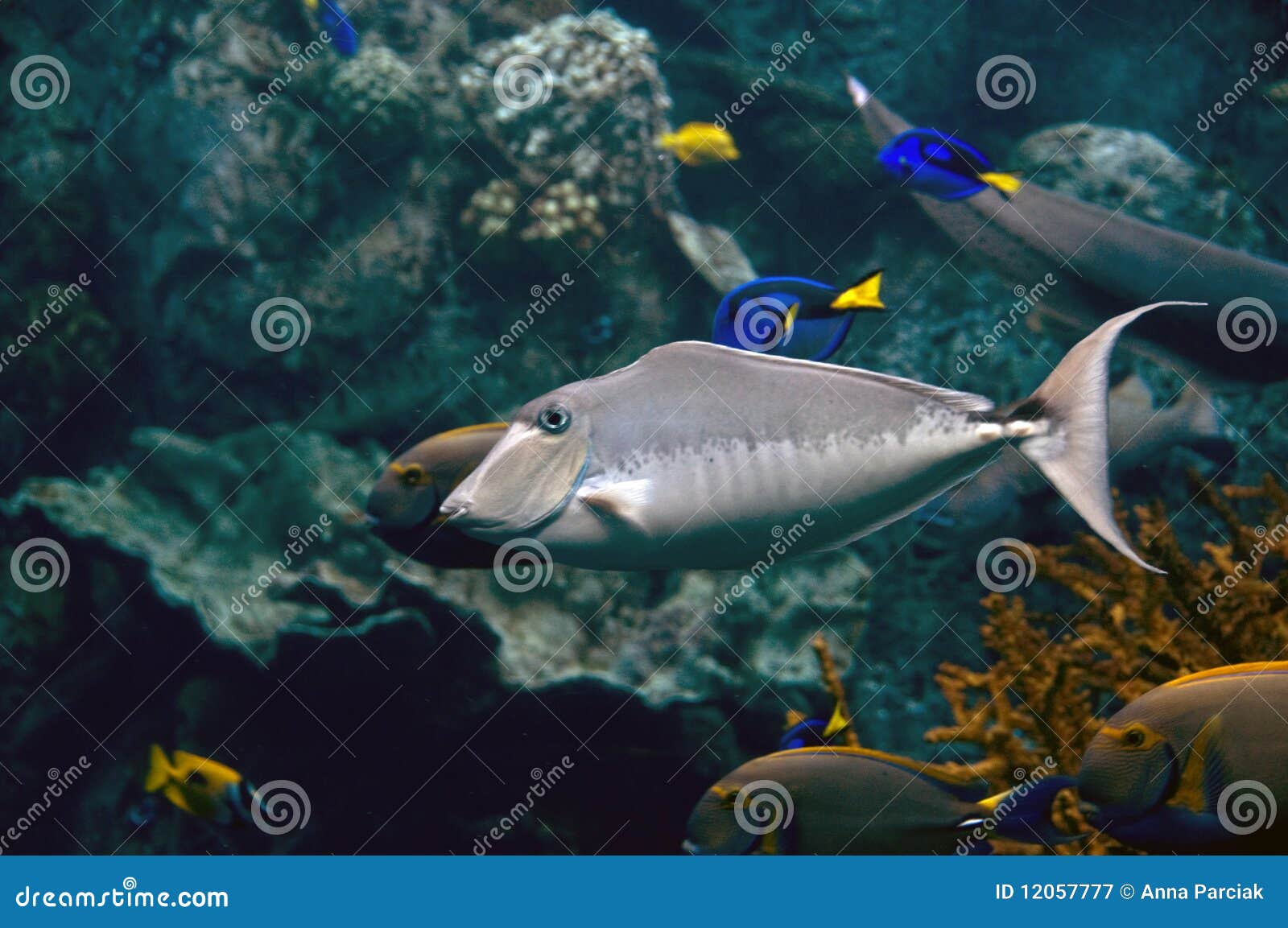 Tropical tang fish stock image. Image of colorful, nature - 12057777