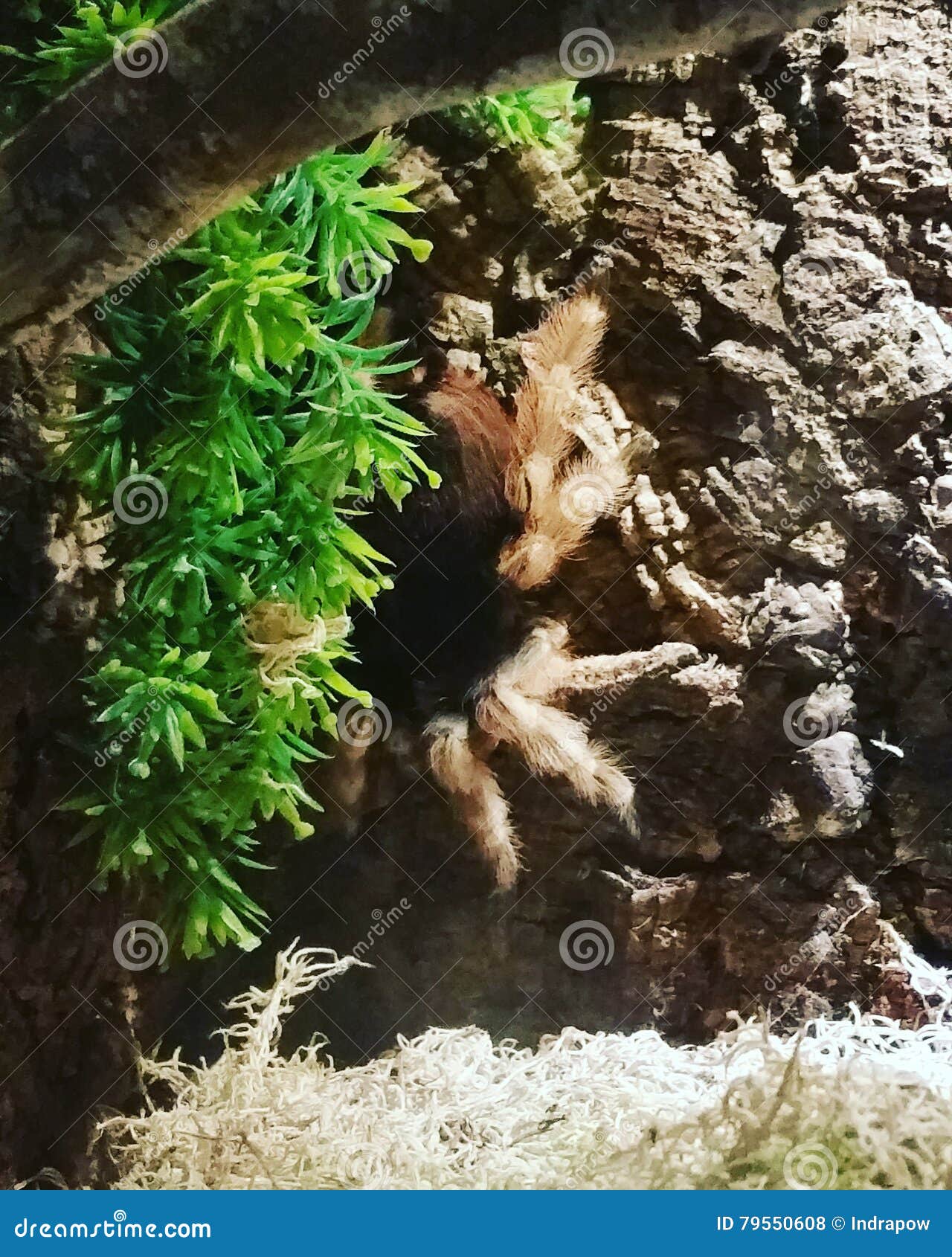 Tropical Tarantula stock photo. Image of spider, habitat - 79550608