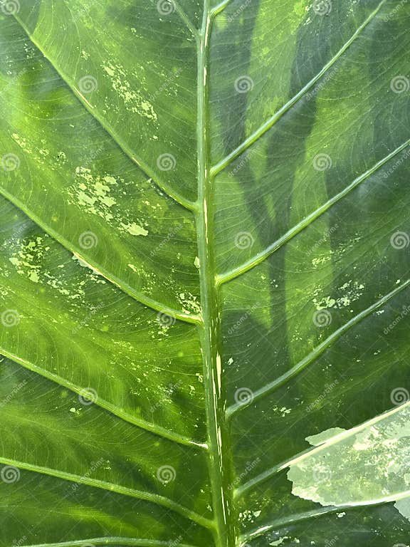 Tropical Taro Leaf Texture Background Stock Illustration - Illustration ...
