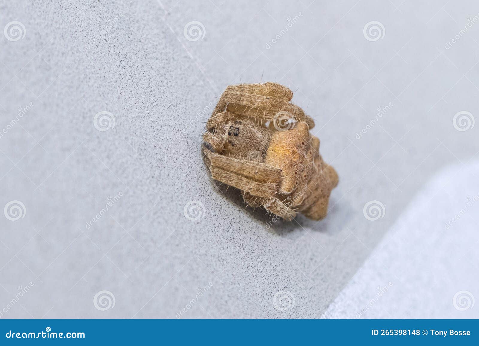 Tropical Tent-Web Orbweaver in Protective Position Stock Photo - Image ...