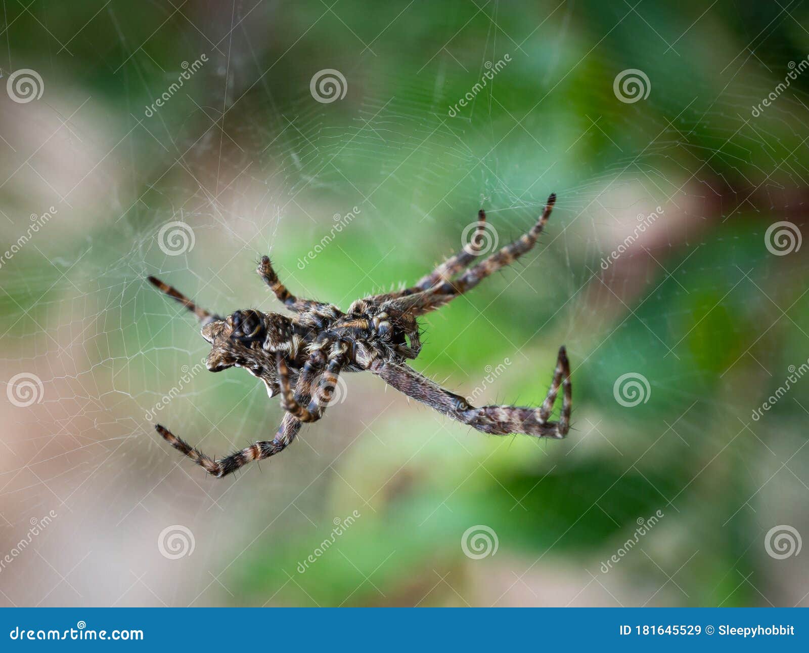Tropical Tent-web Spider Cryptophora Citricola in Its Web Stock Image ...