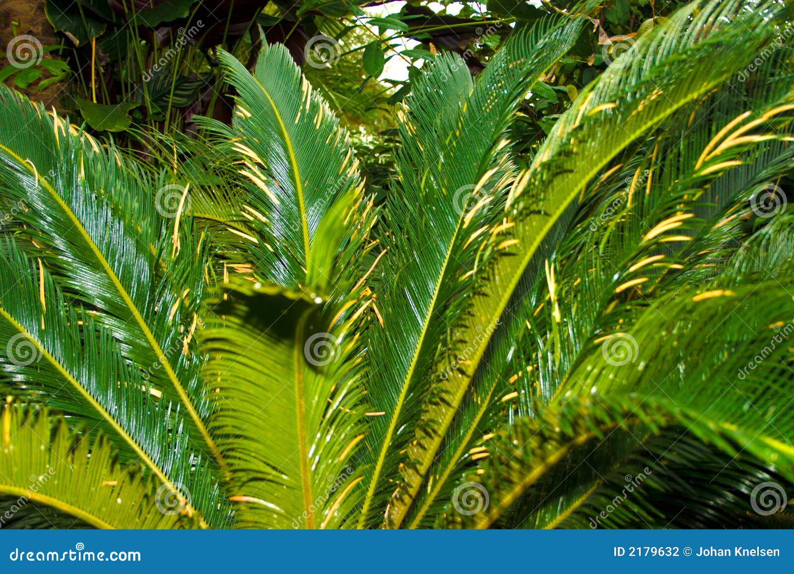 Tropical Texture stock photo. Image of tree, shelter, sunlight - 2179632