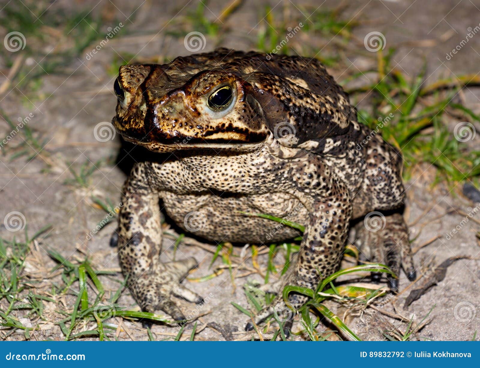 Tropical Toad in Indonesia Close Up Stock Photo - Image of frog, animal ...