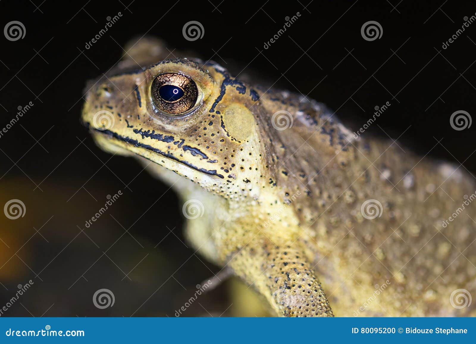 Tropical toad stock photo. Image of wildlife, profile - 80095200