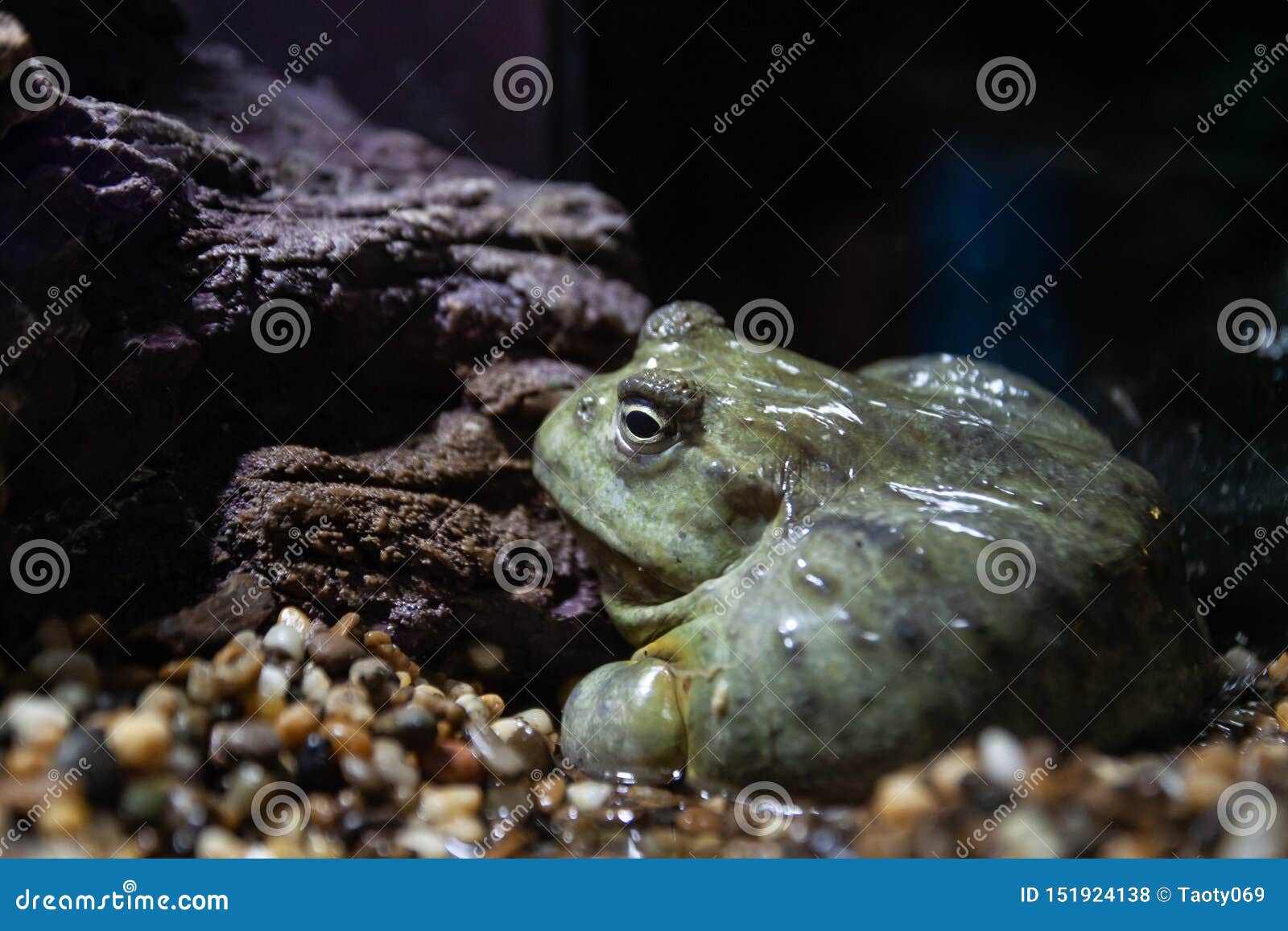 The Tropical Toad with the Stones Stock Photo - Image of tropical ...
