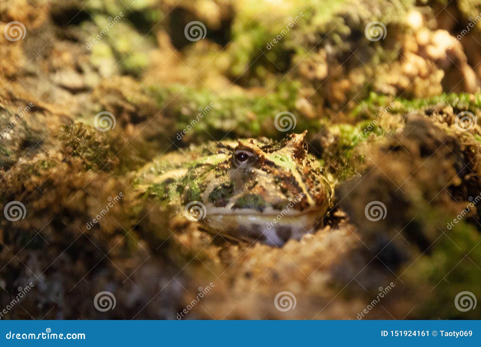 The Tropical Toad with the Stones Stock Image - Image of small, rhaebo ...