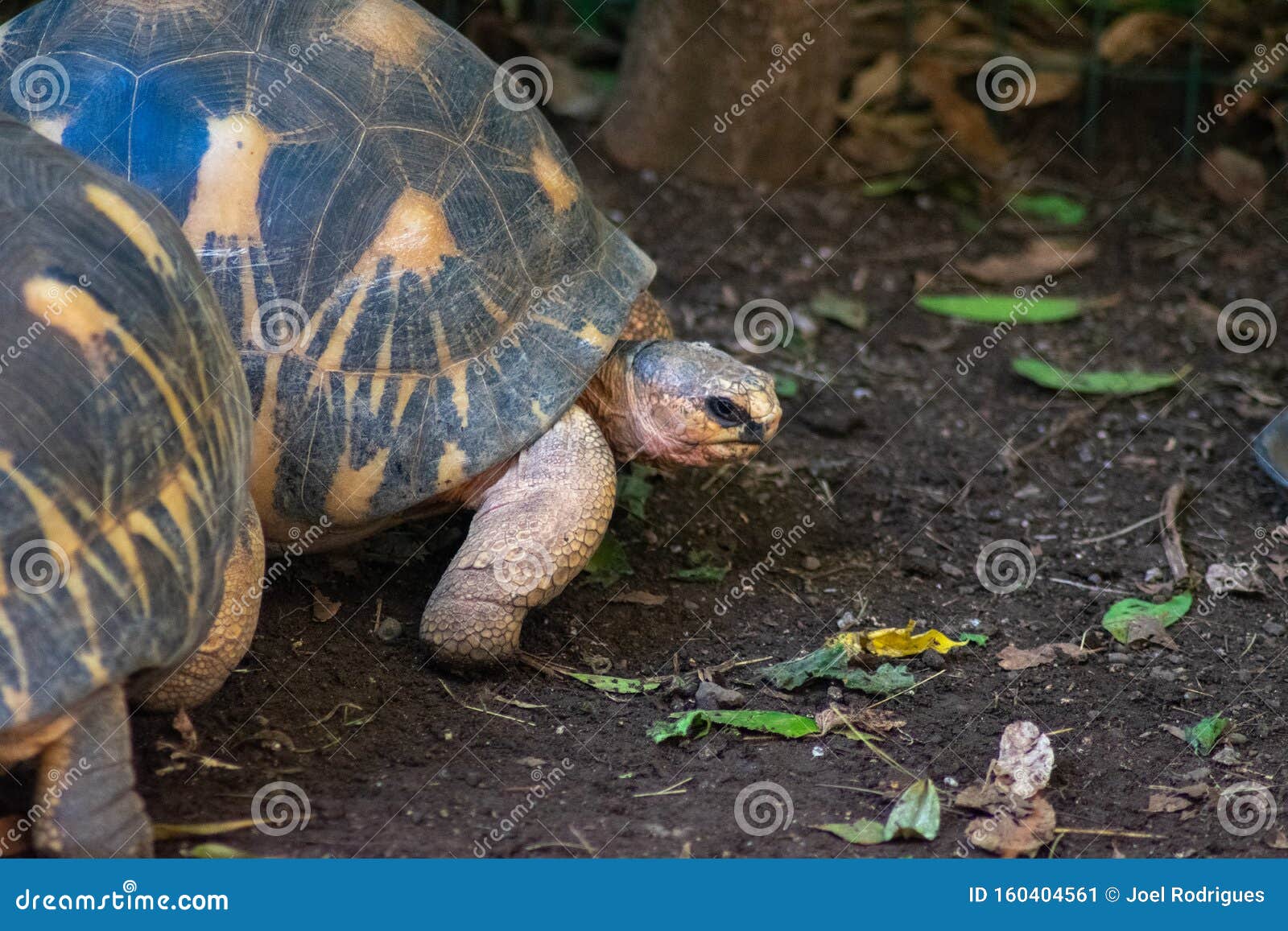 Angry Tortoise With Bloodied Nose Stock Image | CartoonDealer.com #90258733