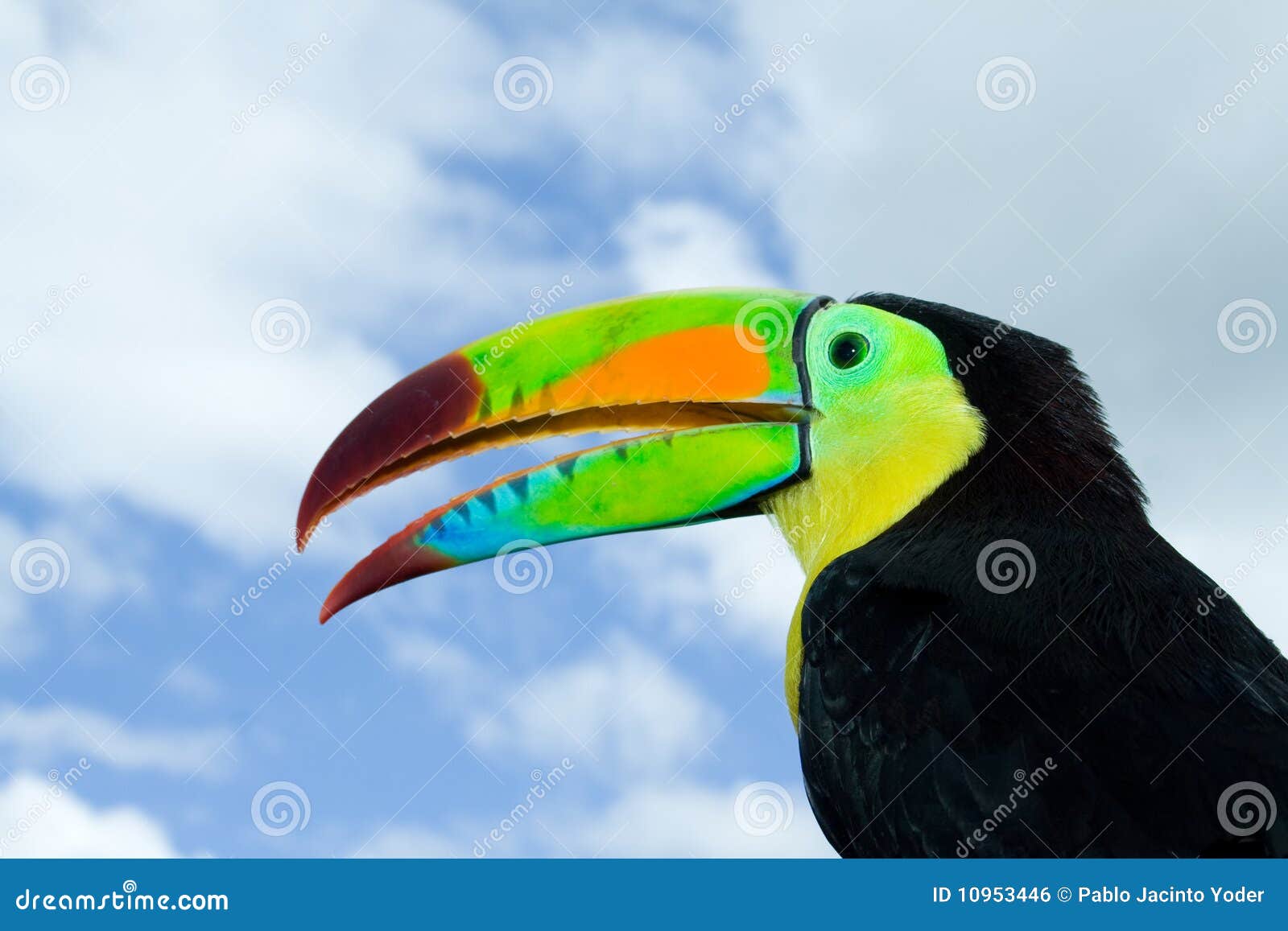 Tropical Toucan stock photo. Image of bird, blue, color - 10953446