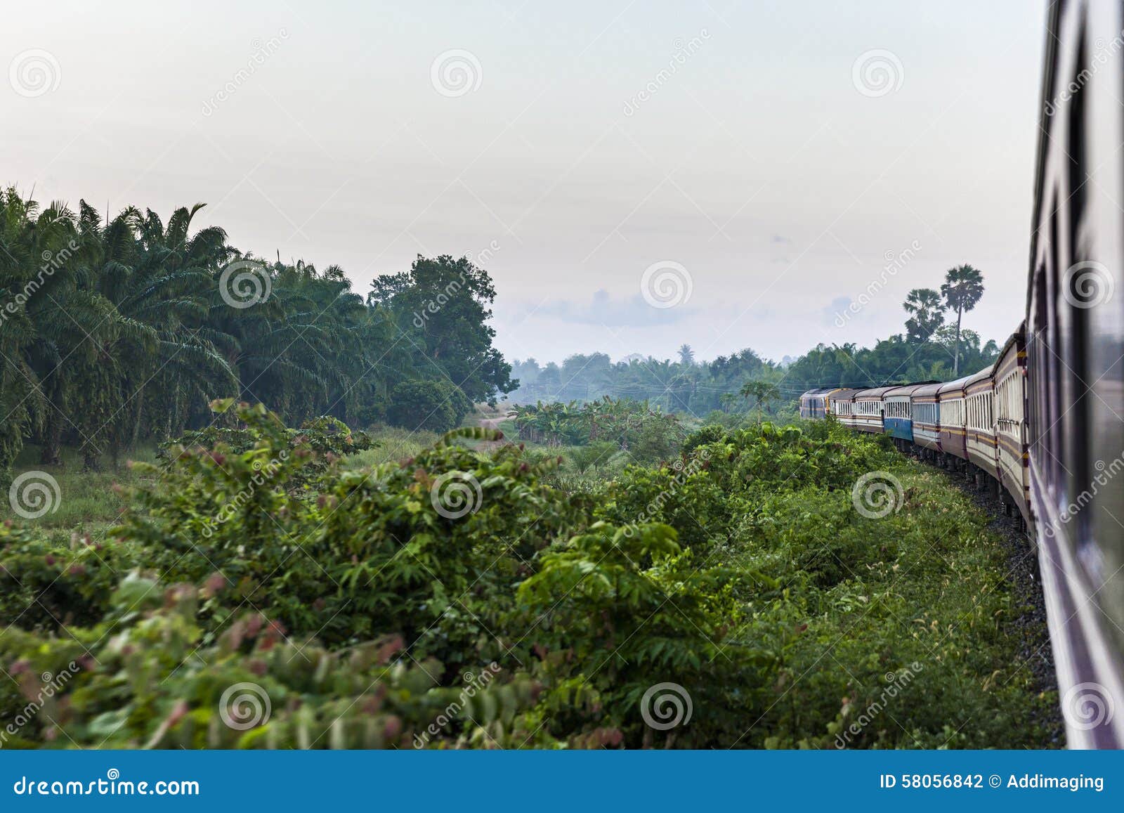 Tropical train stock photo. Image of tracks, travel, rail - 58056842