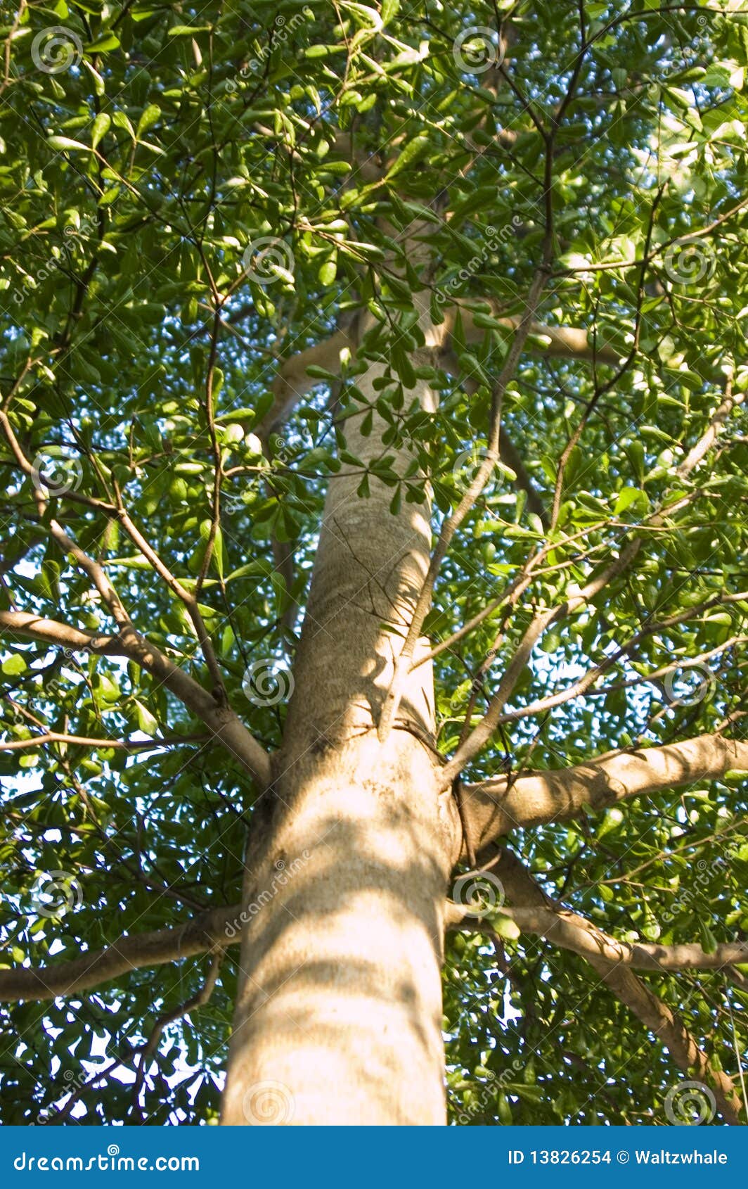 Tropical tree stock photo. Image of branch, sunshine - 13826254