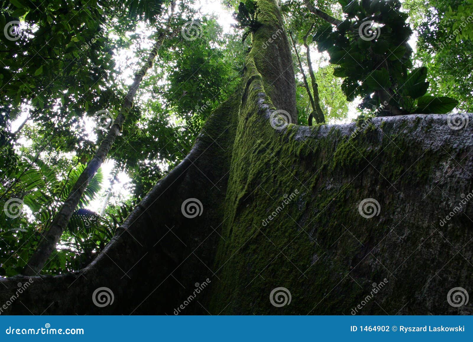 Tropical tree stock photo. Image of trees, park, venezuela - 1464902