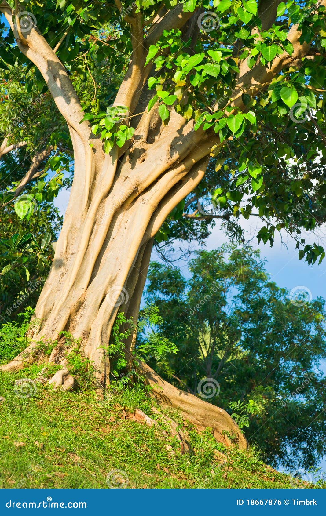 Tropical tree stock photo. Image of park, lush, sunlight - 18667876