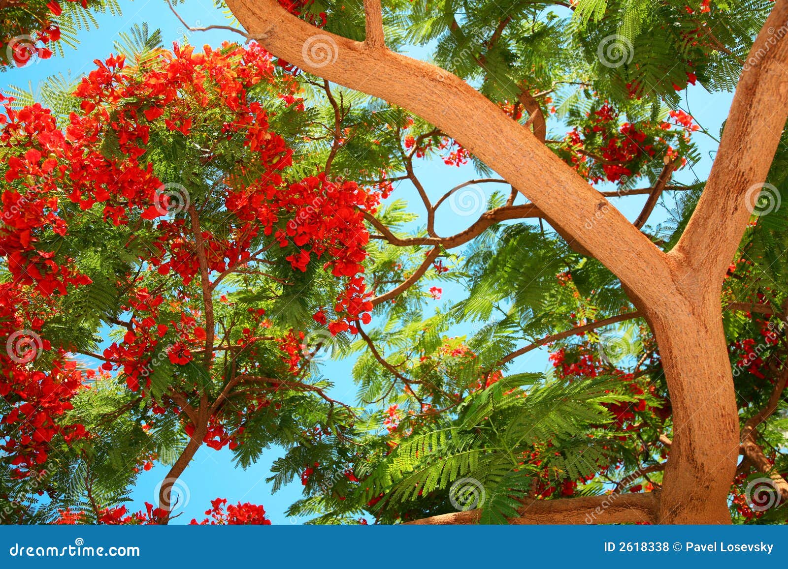 Tropical Tree Isolated On White .rain Tree. Albizia Sa Stock Photo ...