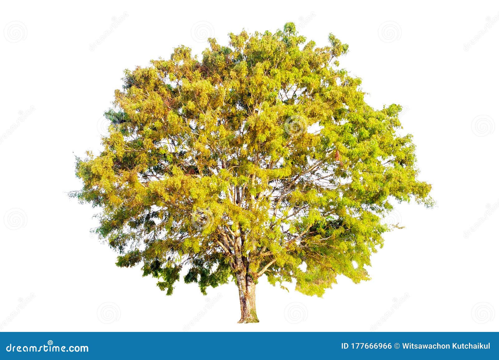 Tropical tree Asian tree stock photo. Image of tropical - 177666966