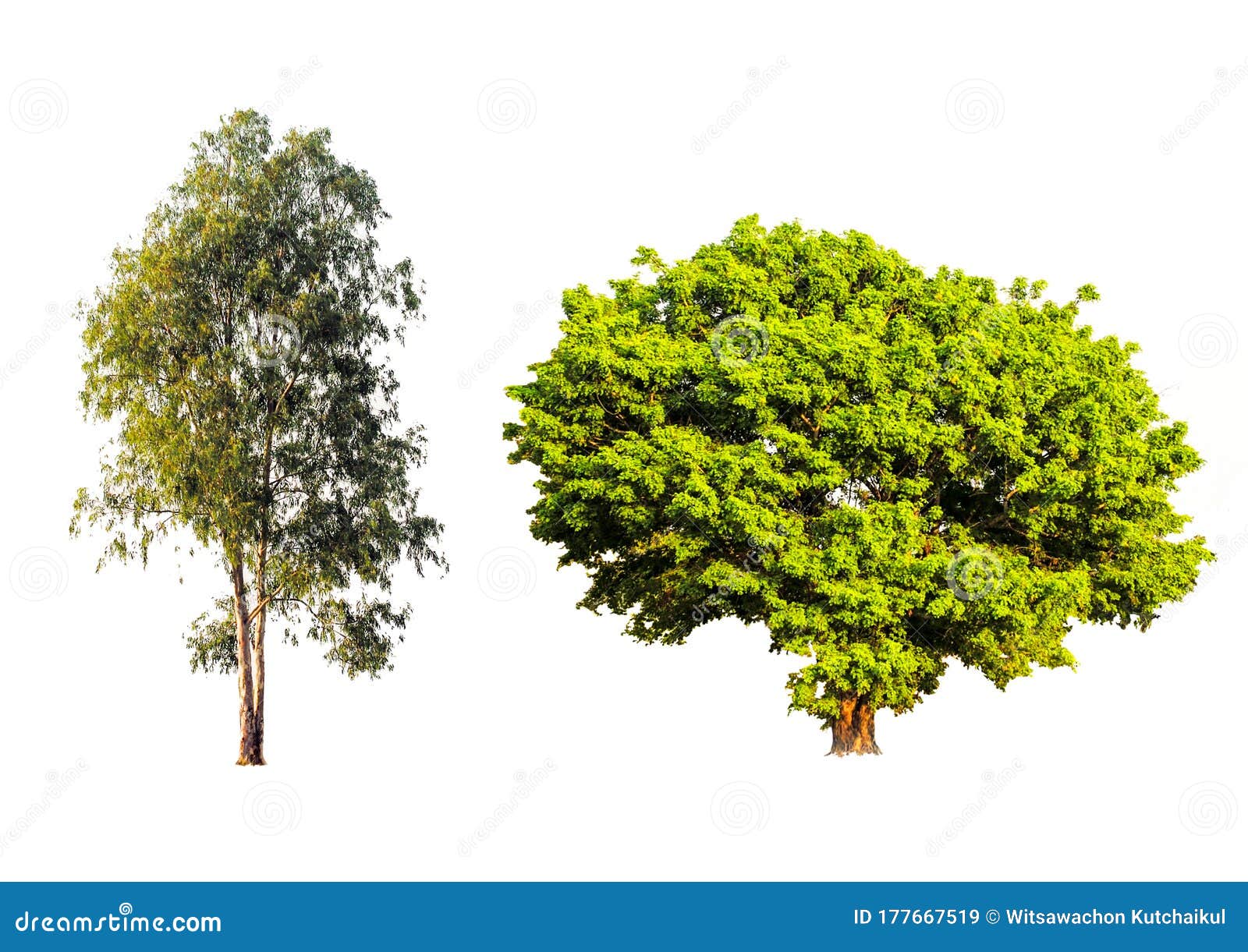 Tropical tree Asian tree stock image. Image of trunk - 177667519