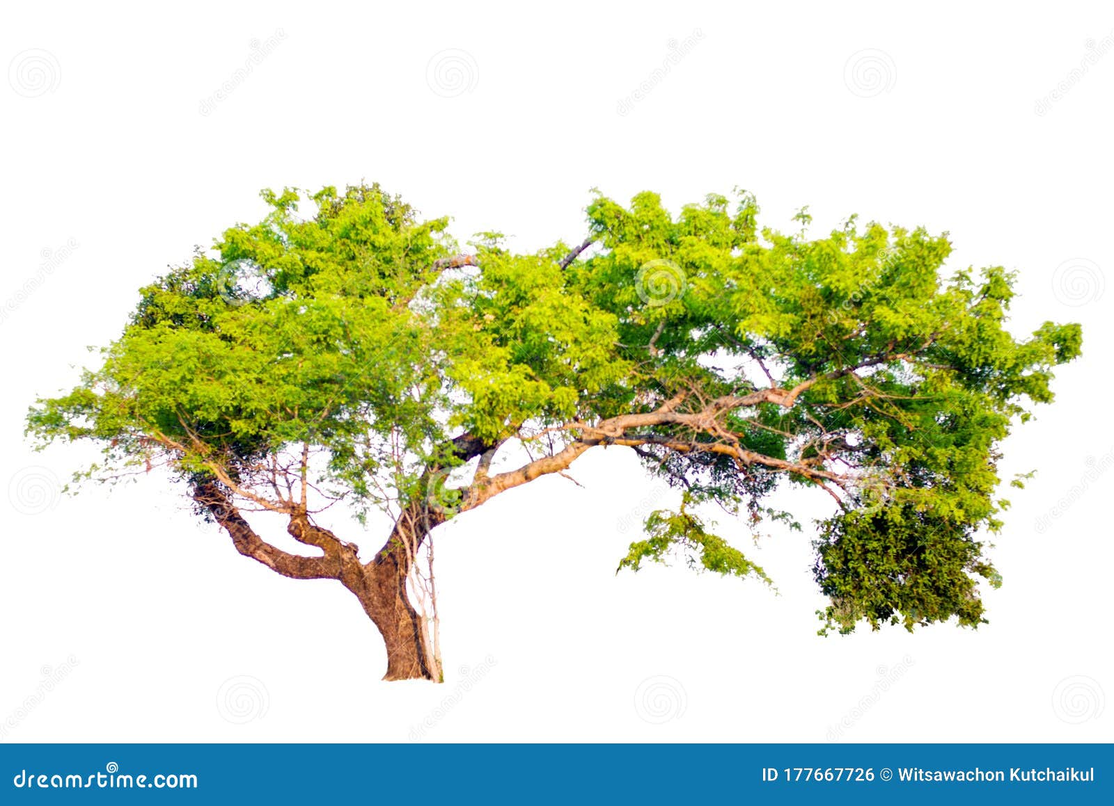 Tropical tree Asian tree stock photo. Image of nature - 177667726