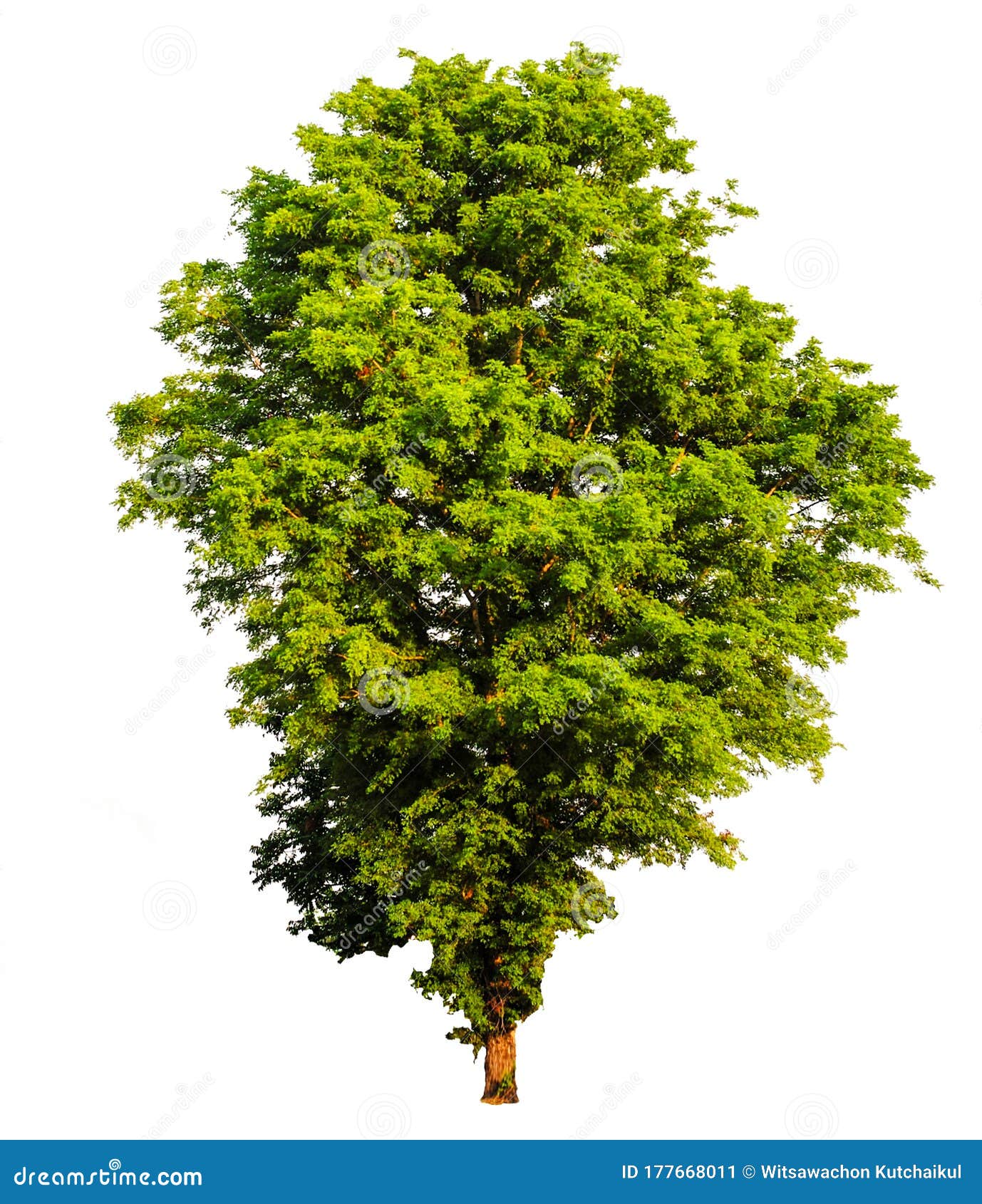 Tropical tree Asian tree stock image. Image of foliage - 177668011