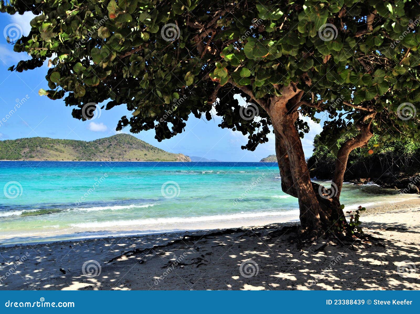Tropical Tree on a Beach in St. Thomas Stock Image - Image of island ...