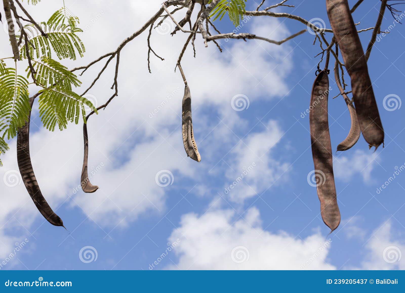 Tropical Tree with Big Seed Pods. Selective Focus. Stock Image - Image ...