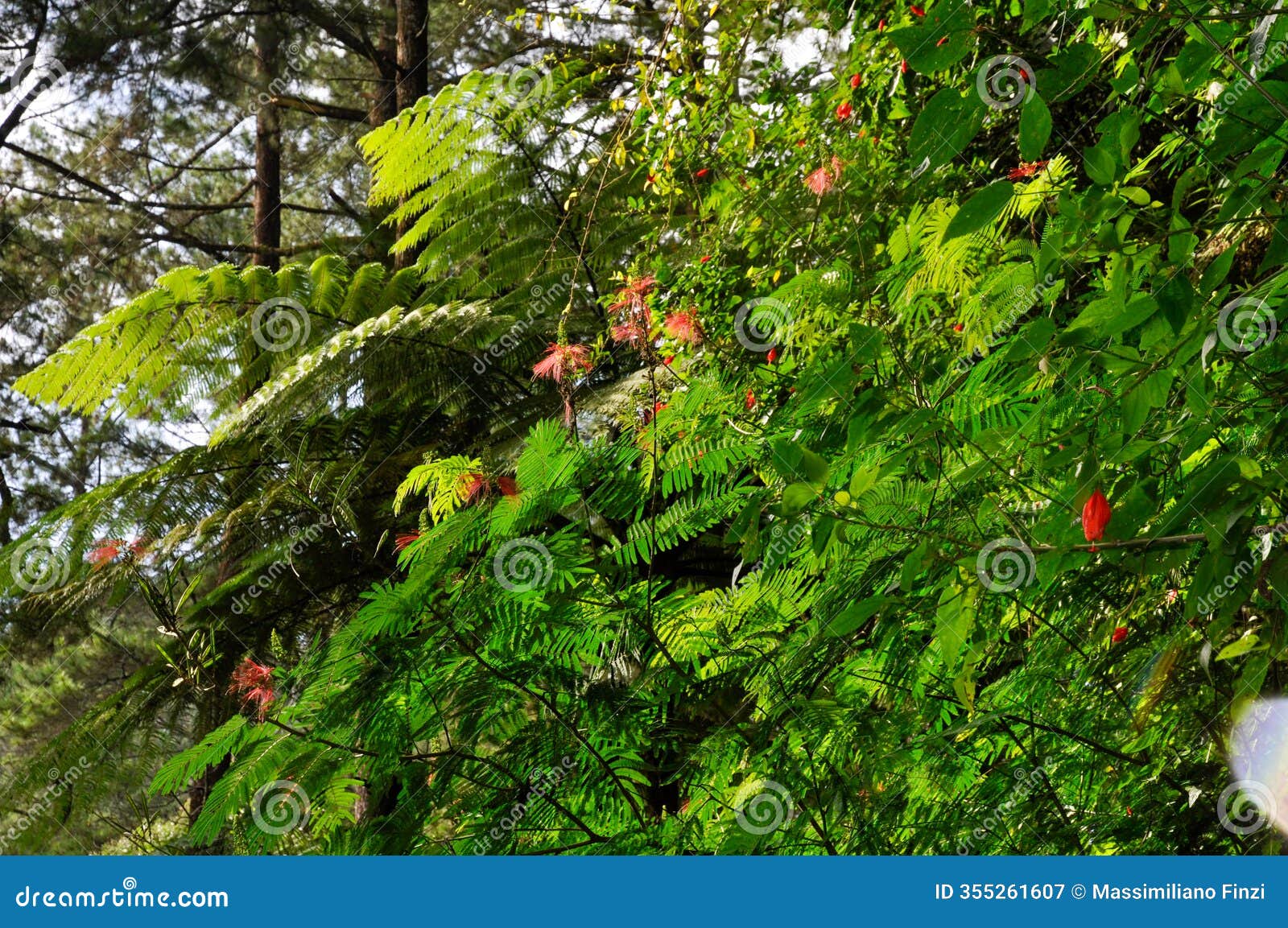 Tropical tree in blossom stock image. Image of summer - 355261607