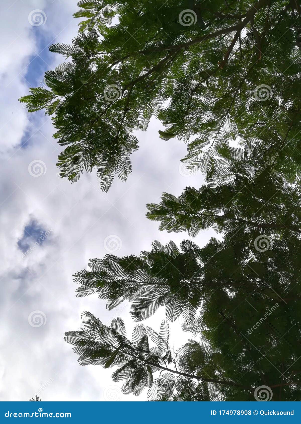 Tropical Tree Branch Behind the Sky Stock Photo - Image of holiday ...