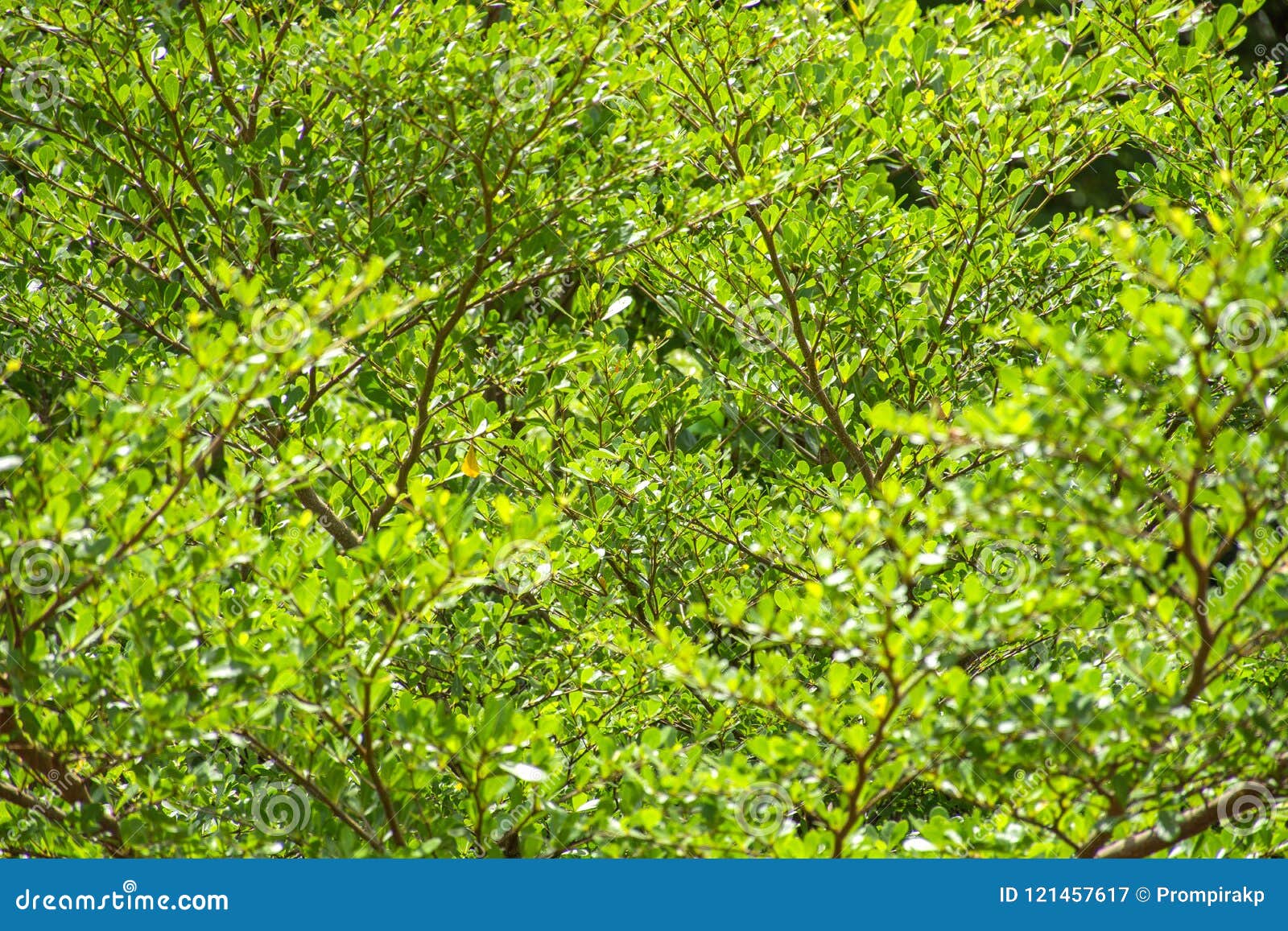 Tropical Tree Branch and Green Leaf Stock Image - Image of abstract ...