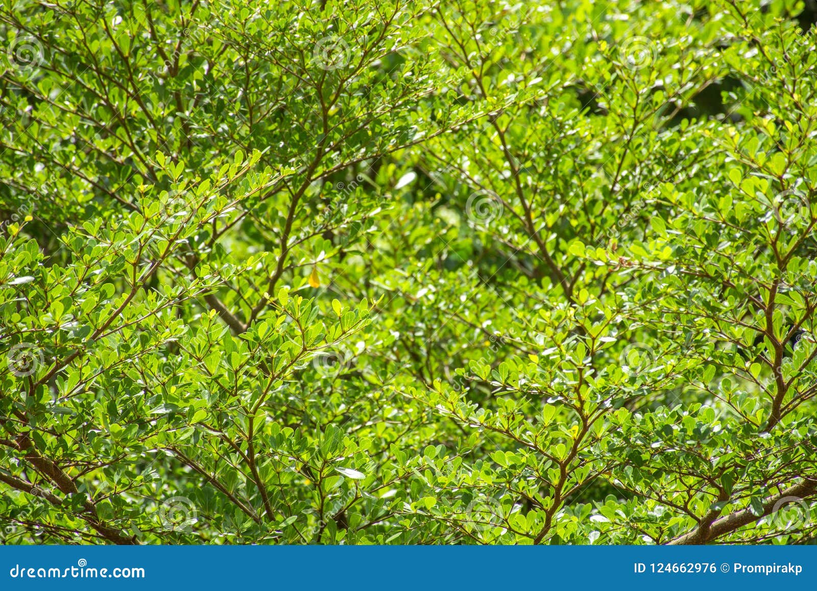 Tropical Tree Branch and Green Leaf Stock Photo - Image of park ...