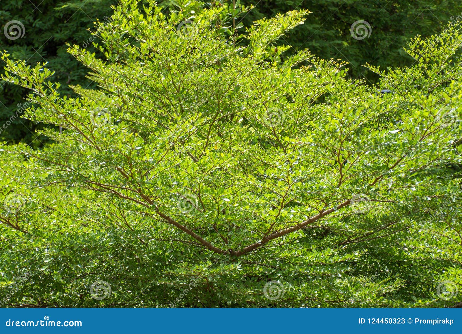 Tropical Tree Branch and Green Leaf Stock Image - Image of jungle, leaf ...