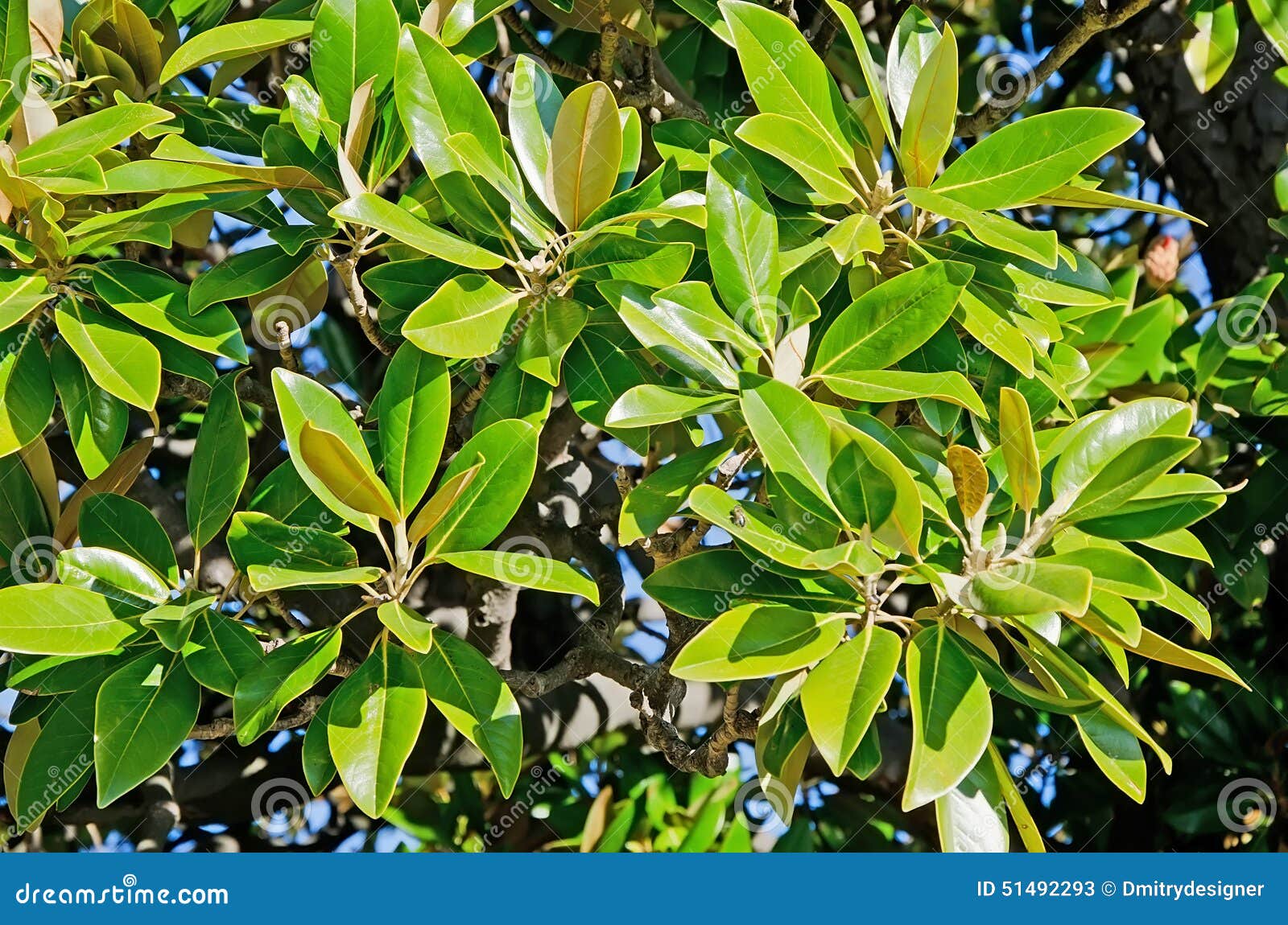 Tropical tree branch stock image. Image of nature, leaf - 51492293