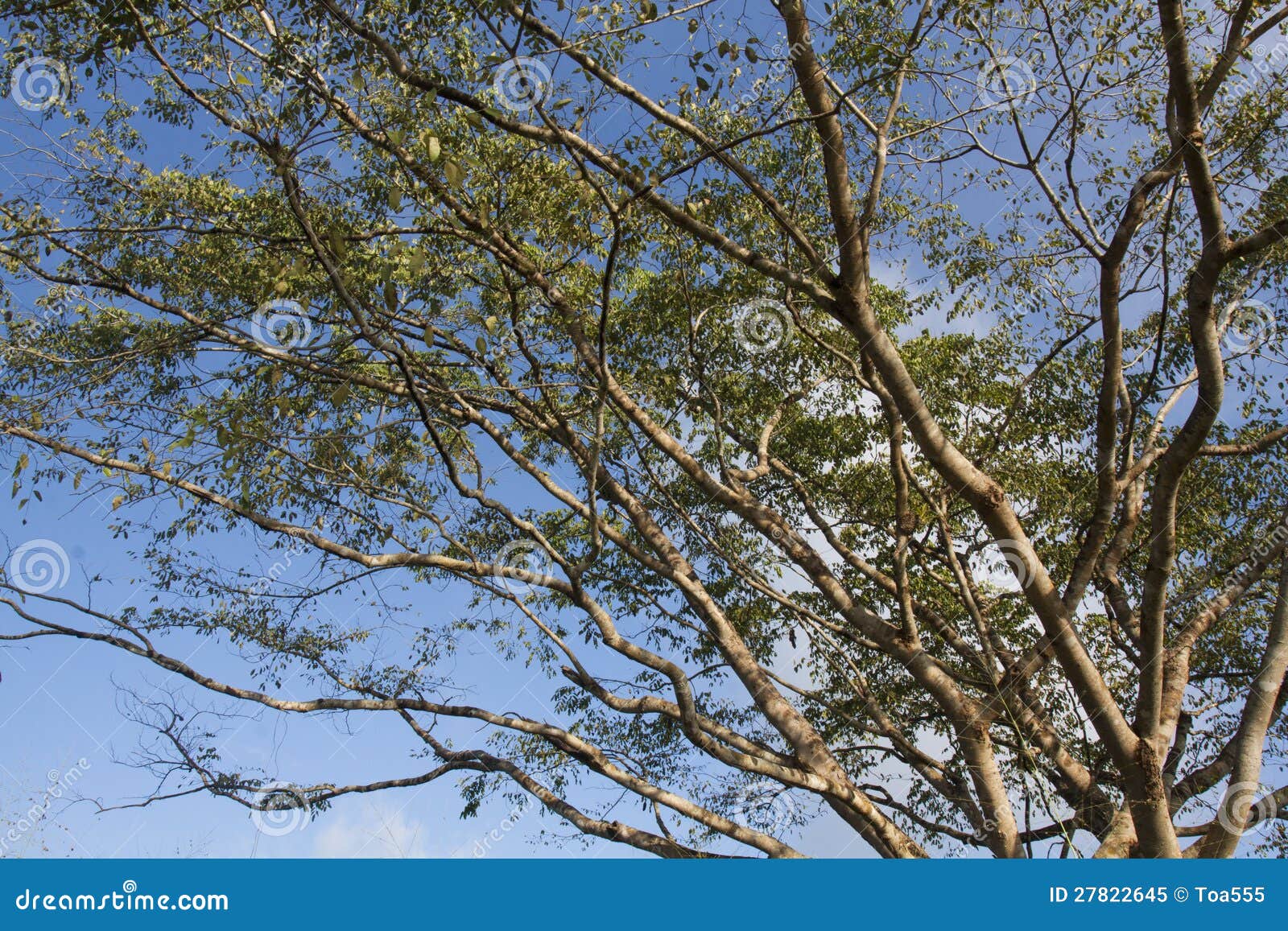 Tropical tree branches stock image. Image of lines, bare - 27822645