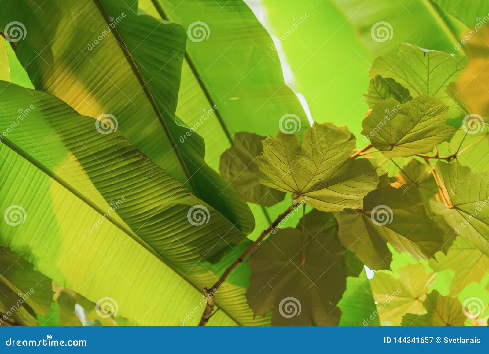 Tropical Tree Branches with Light, Foliage, Fresh Exotic Botanical ...