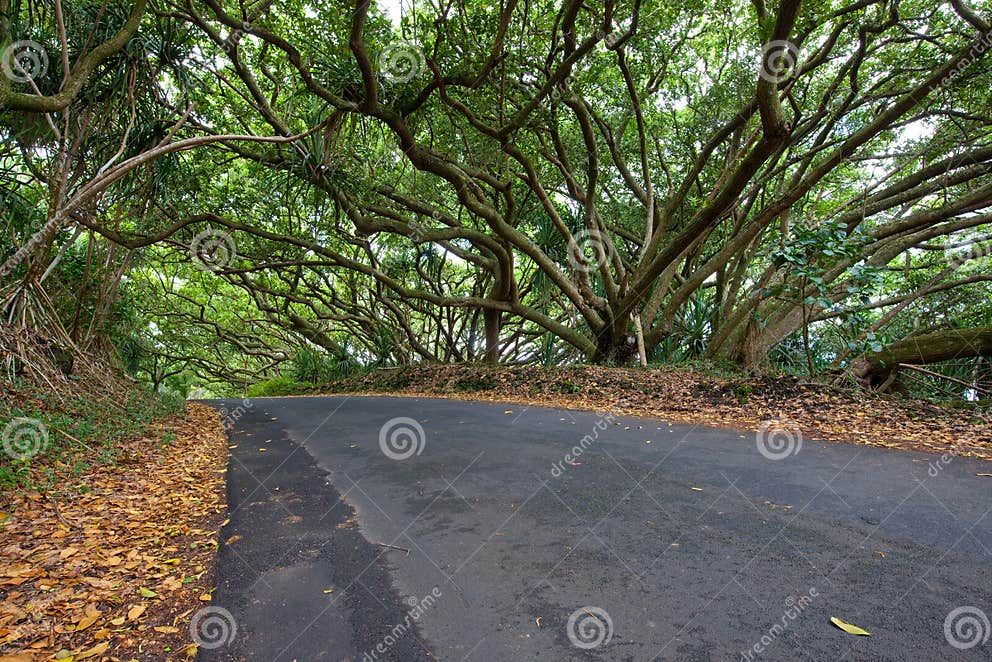 Tropical Tree Canopy Over Road Stock Image - Image of overgrowm, growth ...