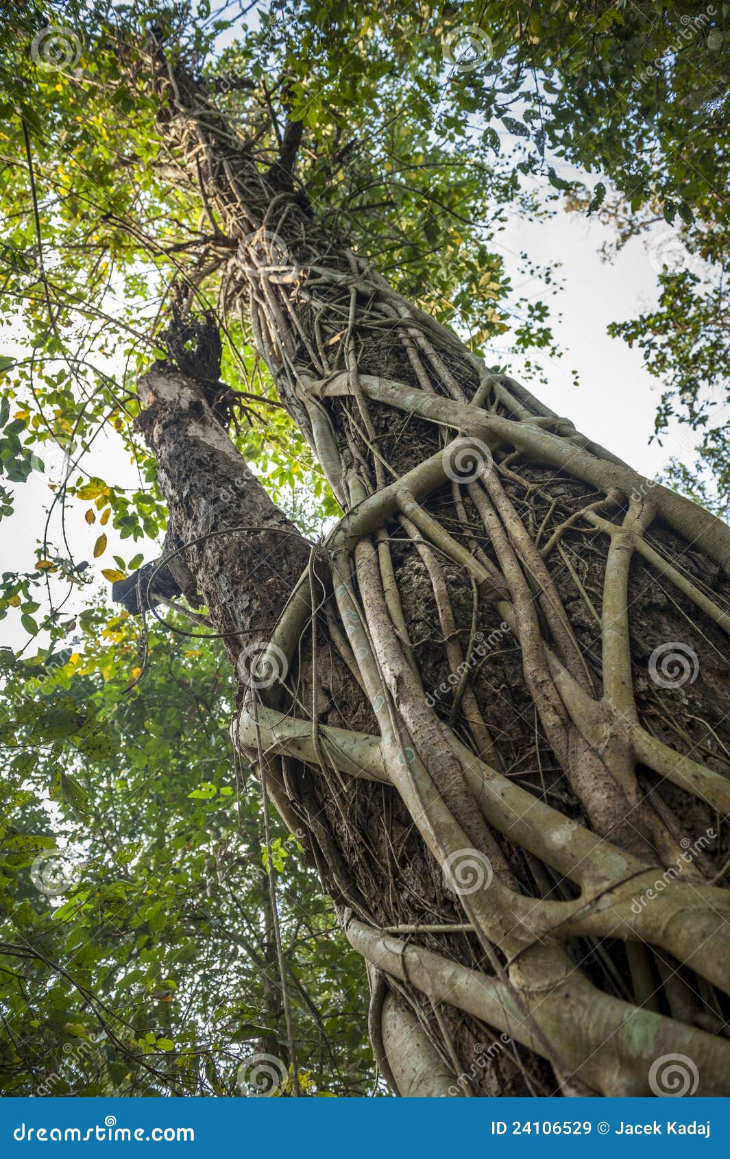 Tropical Tree in Chitwan National Park in Nepal. Stock Image - Image of ...