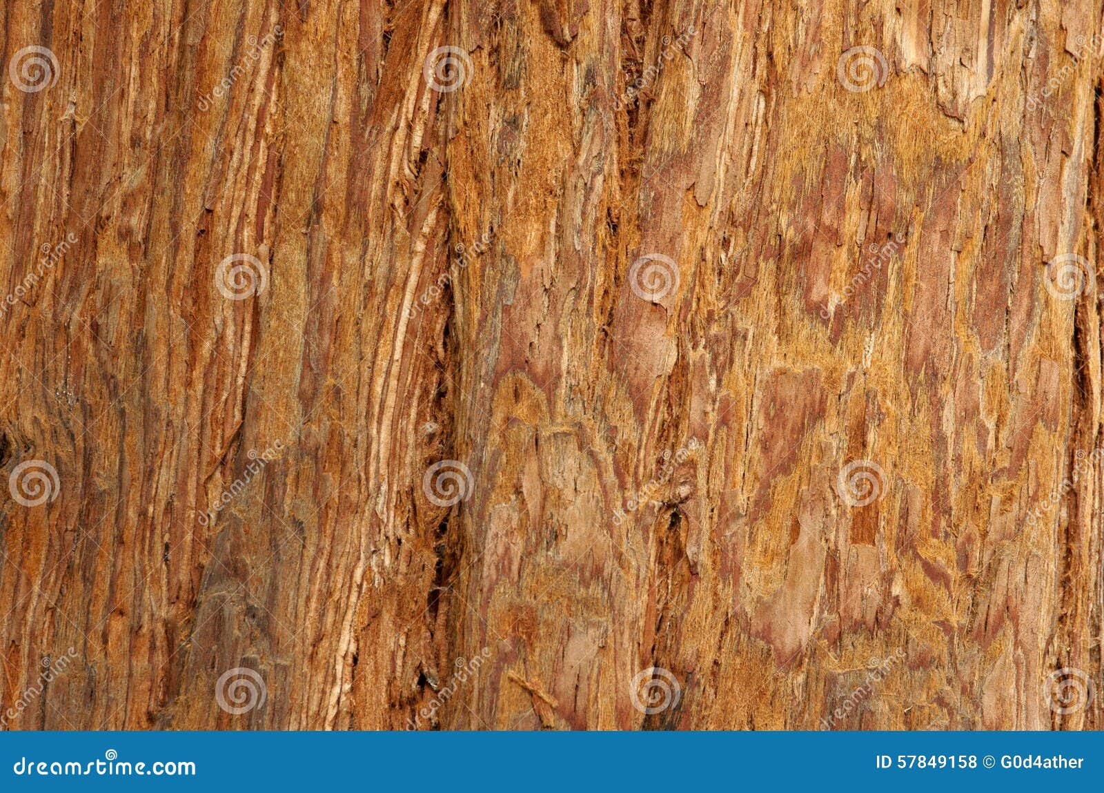 Tropical tree cortex stock photo. Image of crack, background - 57849158